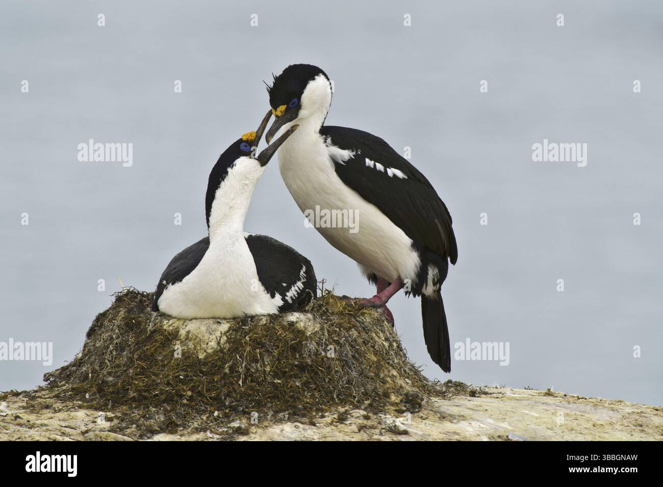 Bird antarctic birds waterfowls waterfowl hi-res stock photography and ...