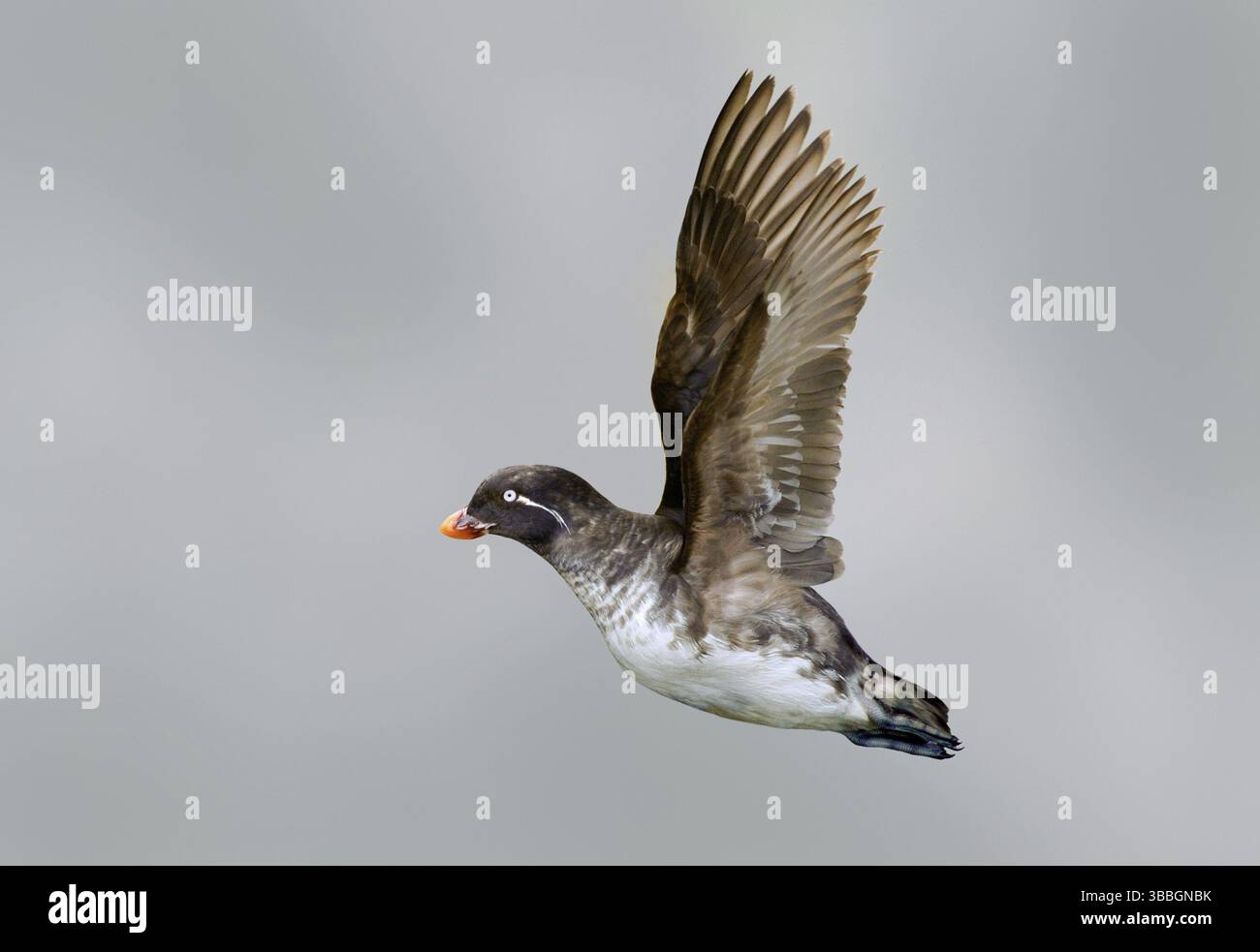 Parakeet Auklet (Aethia psittacula) flying, Alaska, USA, North America ...