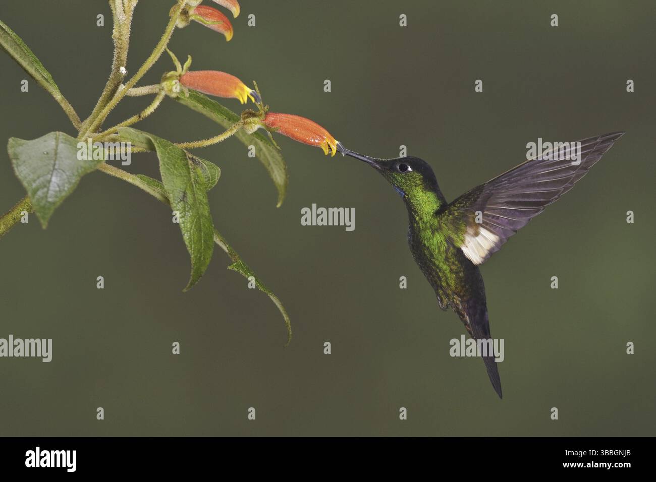 Buff-winged Starfrontlet (Coeligena lutetiae), Ecuador, South America ...