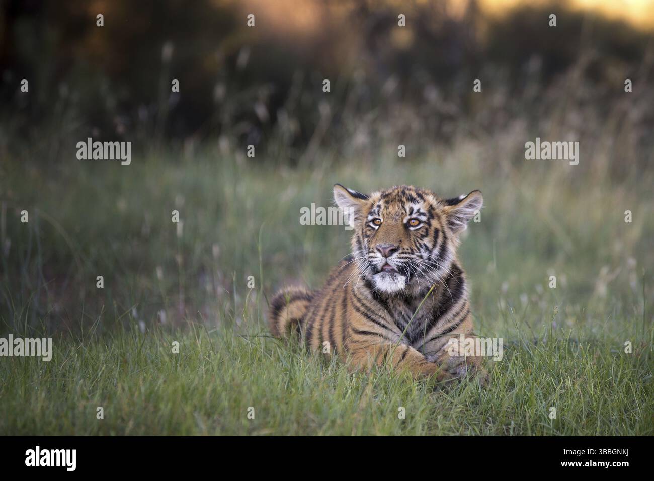 Bengal Tiger (Panthera tigris) cub lying in gras, captive, Philippolis ...