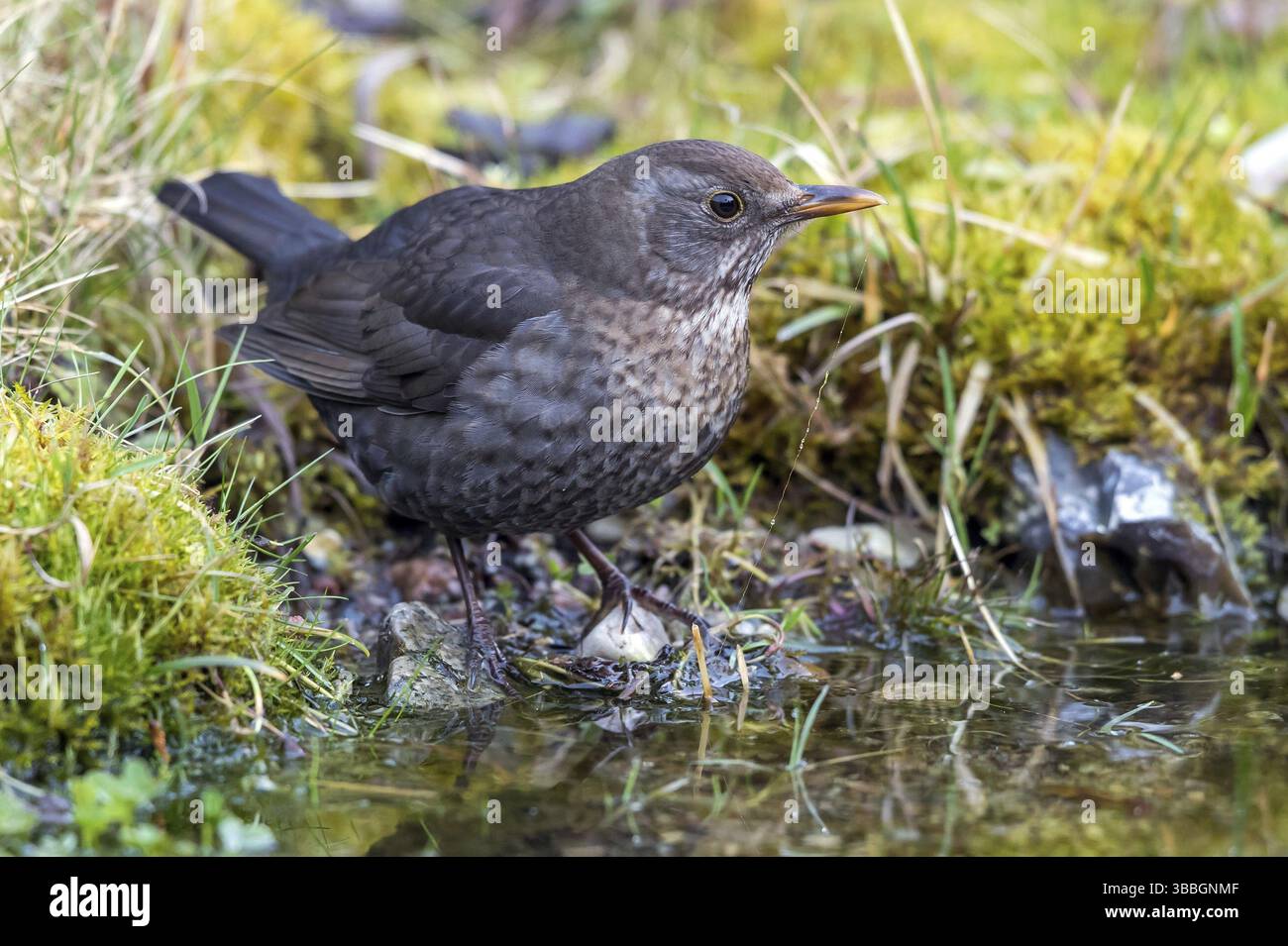 Common Blackbird (Turdus merula) female at a waterhole in the backyard ...