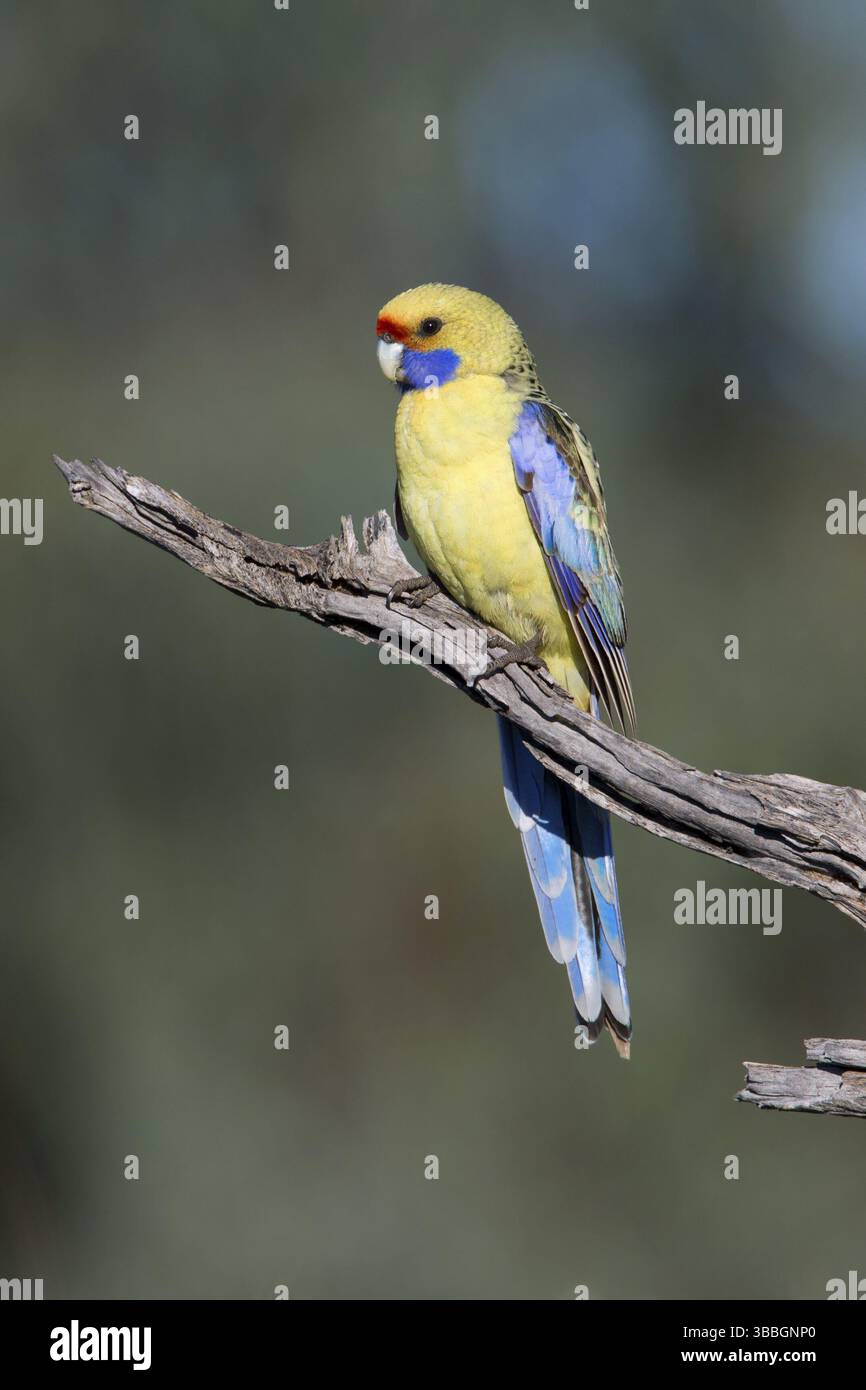 Yellow Rosella (Platycercus elegans flaveolus) male, Victoria, Australia, Oceania Stock Photo ...