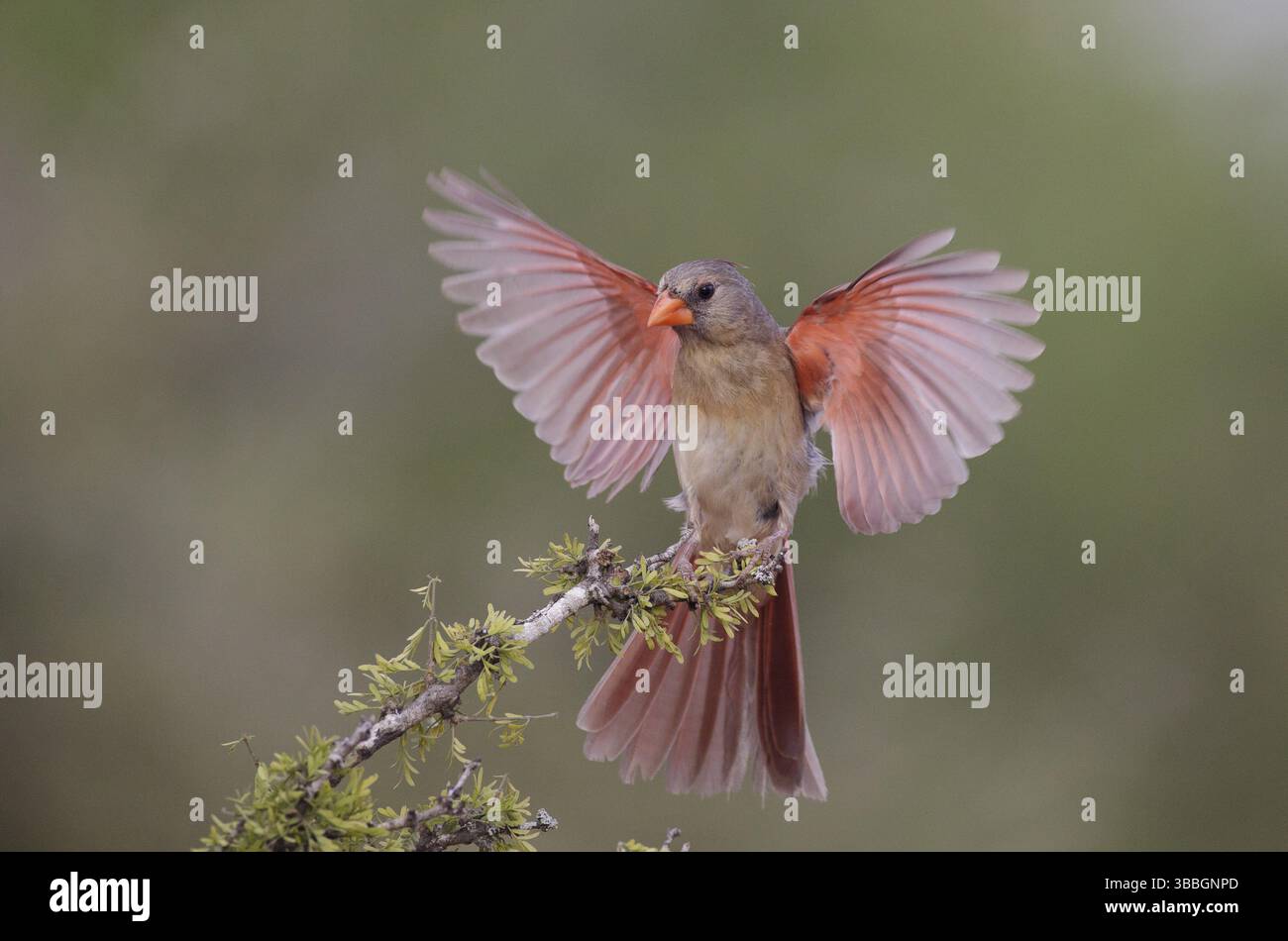 Northern Cardinal (Cardinalis cardinalis) female flying, Texas, USA ...