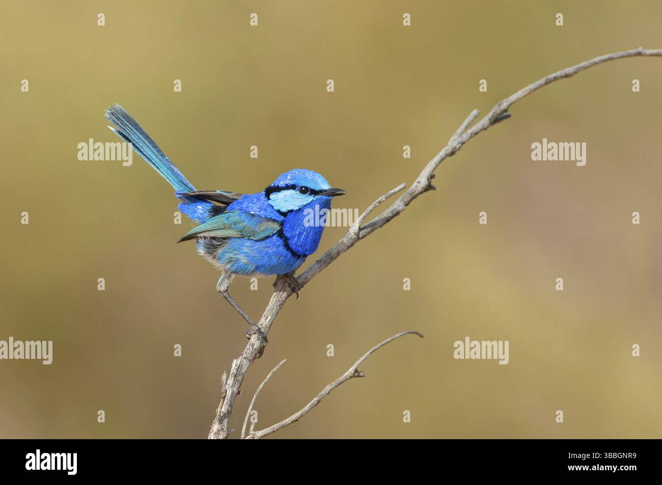 Splendid Fairywren (Malurus splendens), Victoria, Australia, Oceania ...