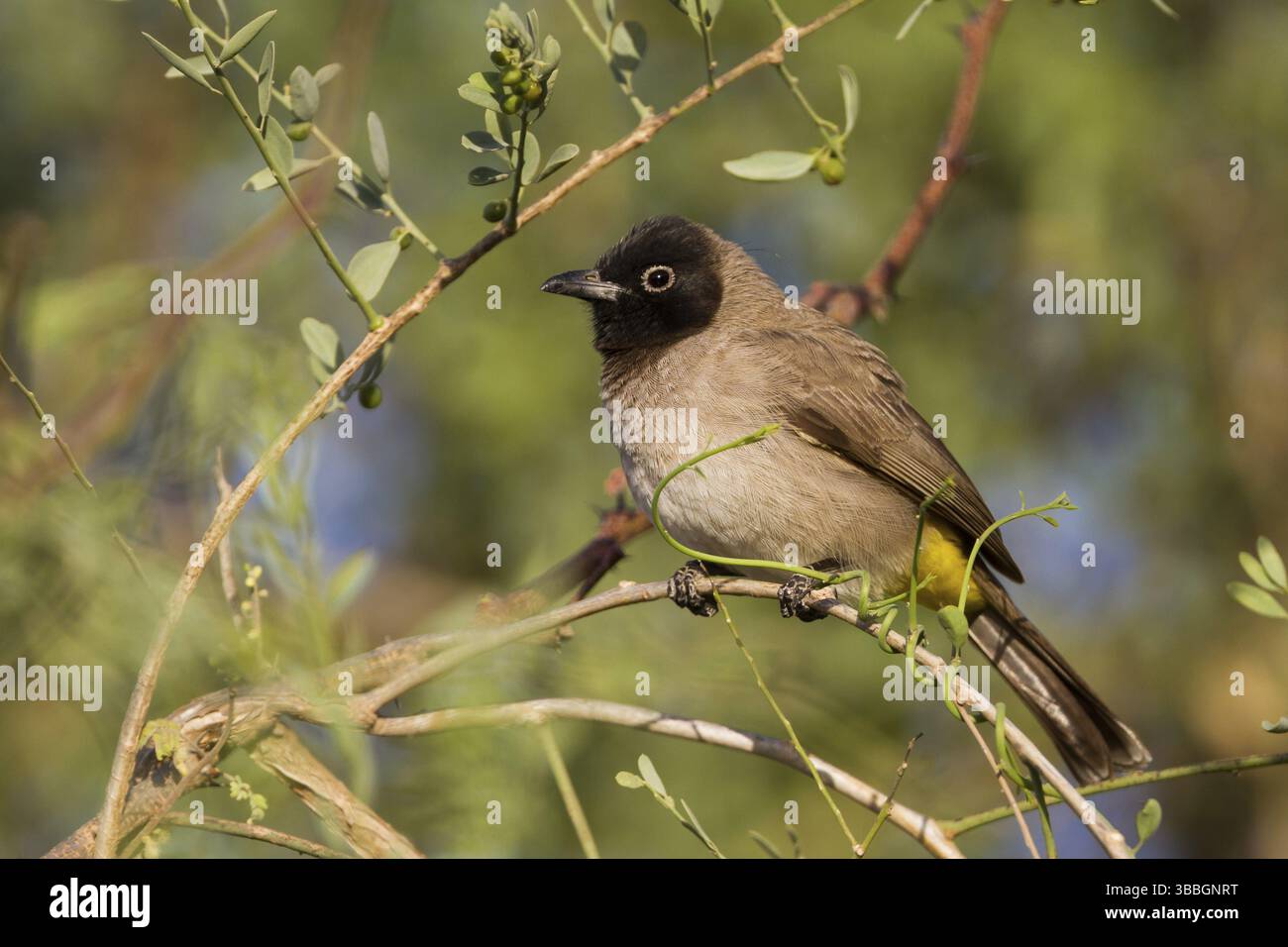 White-spectacled Bulbul (Pycnonotus xanthopygos), Oman, Asia Stock ...