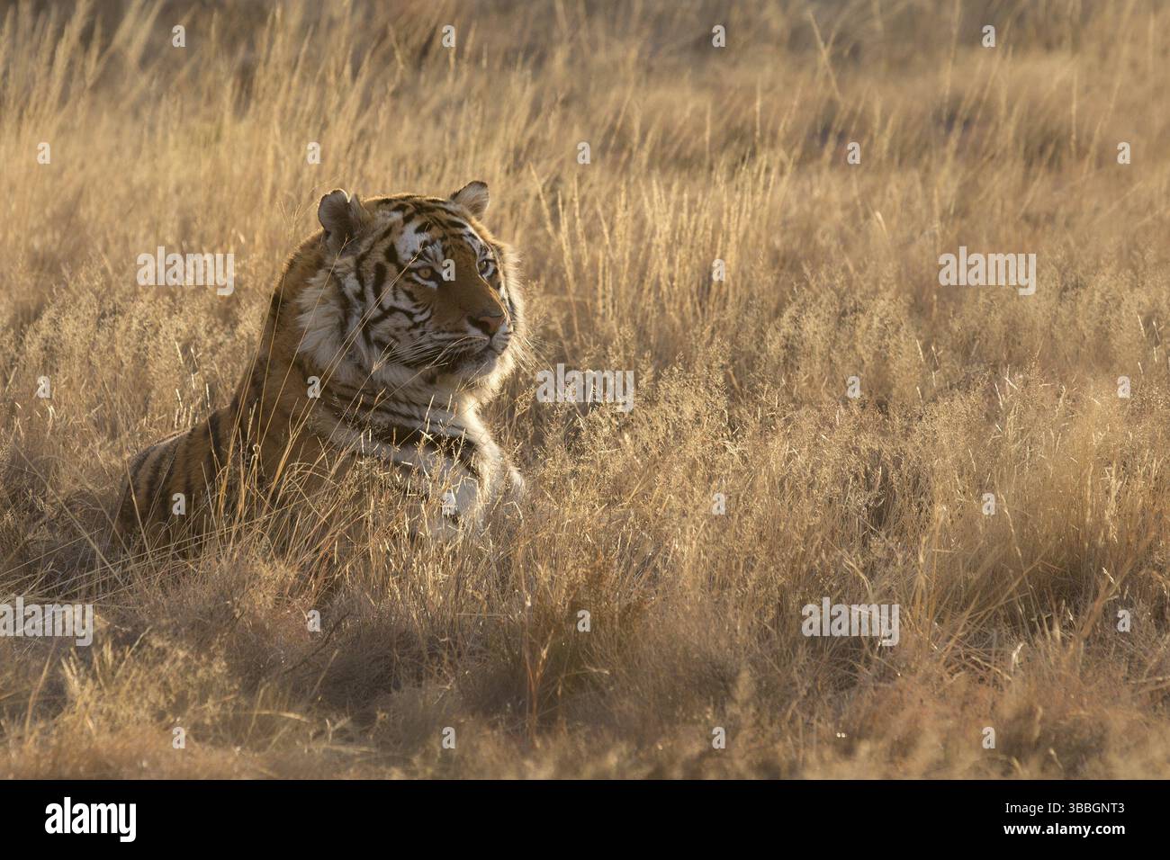 Bengal Tiger (Panthera tigris) male portrait in backlight, captive ...