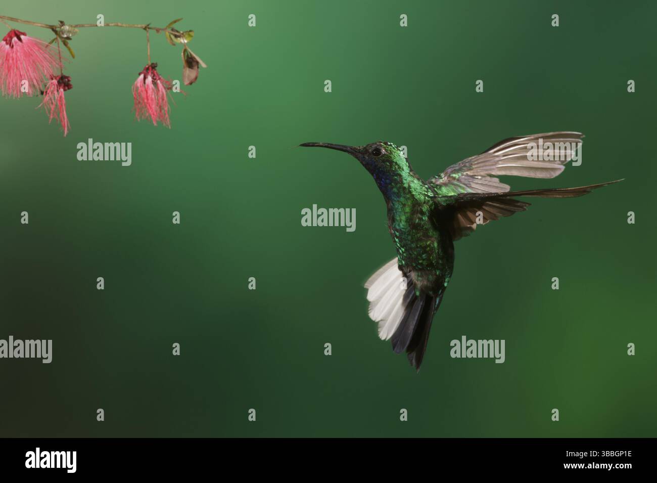White-tailed Sabrewing (Campylopterus ensipennis) male, Trinidad and ...