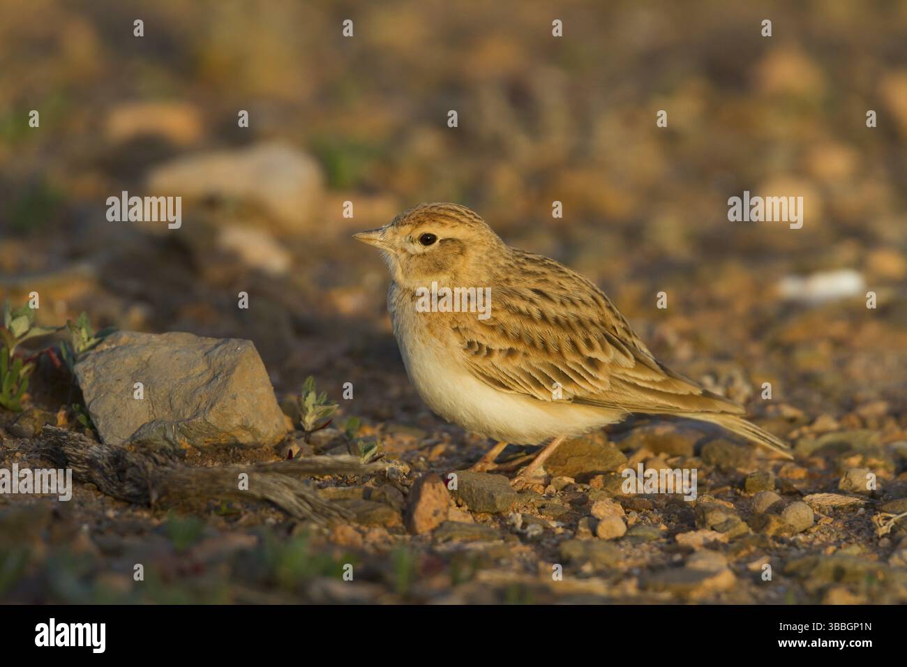 Short-toed Lark - Kurzzehenlerche - Calandrella brachydactyla ssp ...