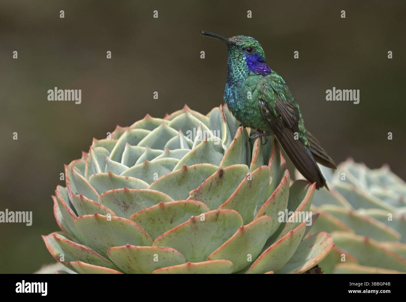 Green Violetear Hummingbird (Colibri thalassinus) - San Gerrardo de ...