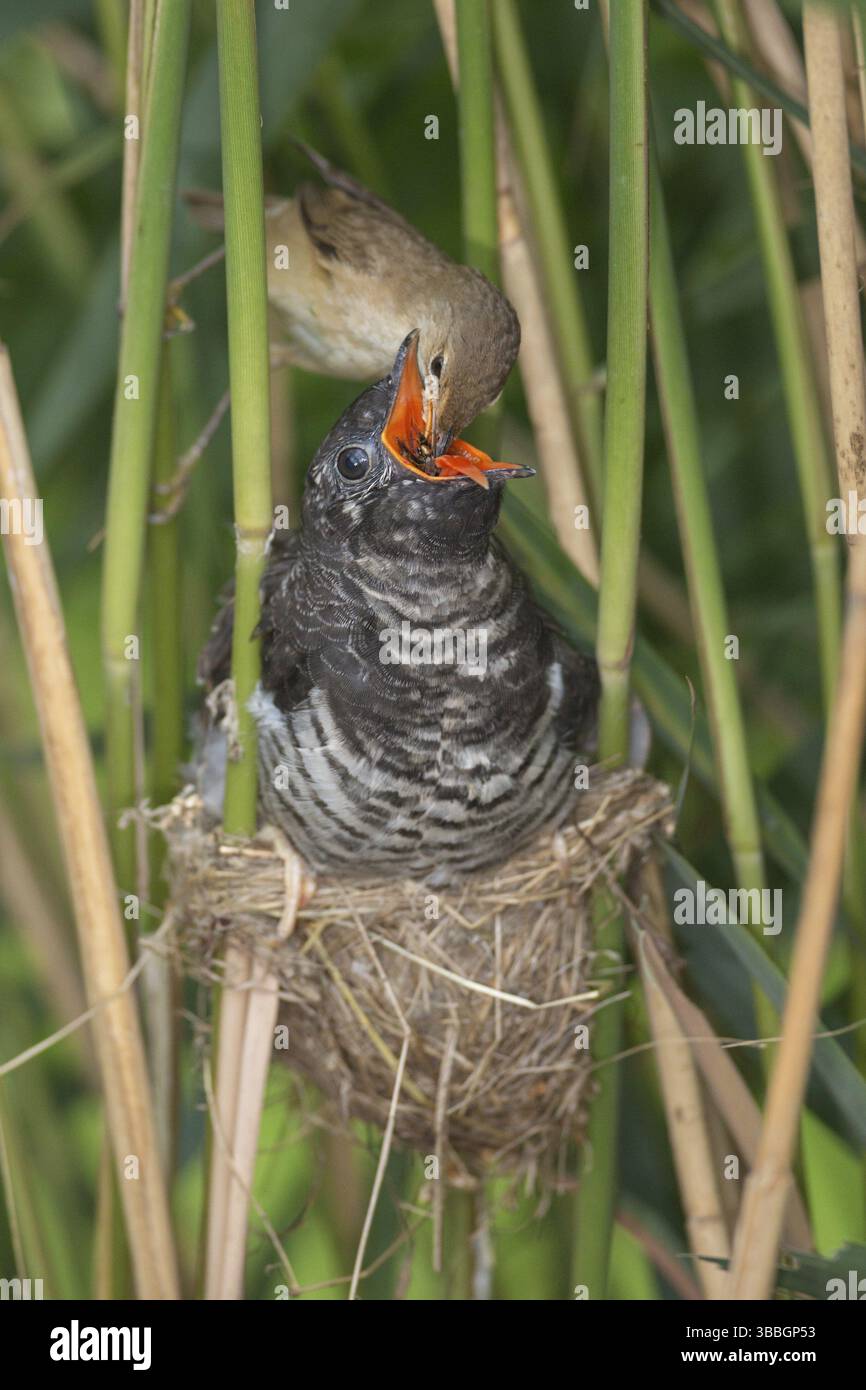 Common Cuckoo & Eurasian Reed Warbler (Cuculus canorus & Acrocephalus scirpaceus) Eurasian Reed ...