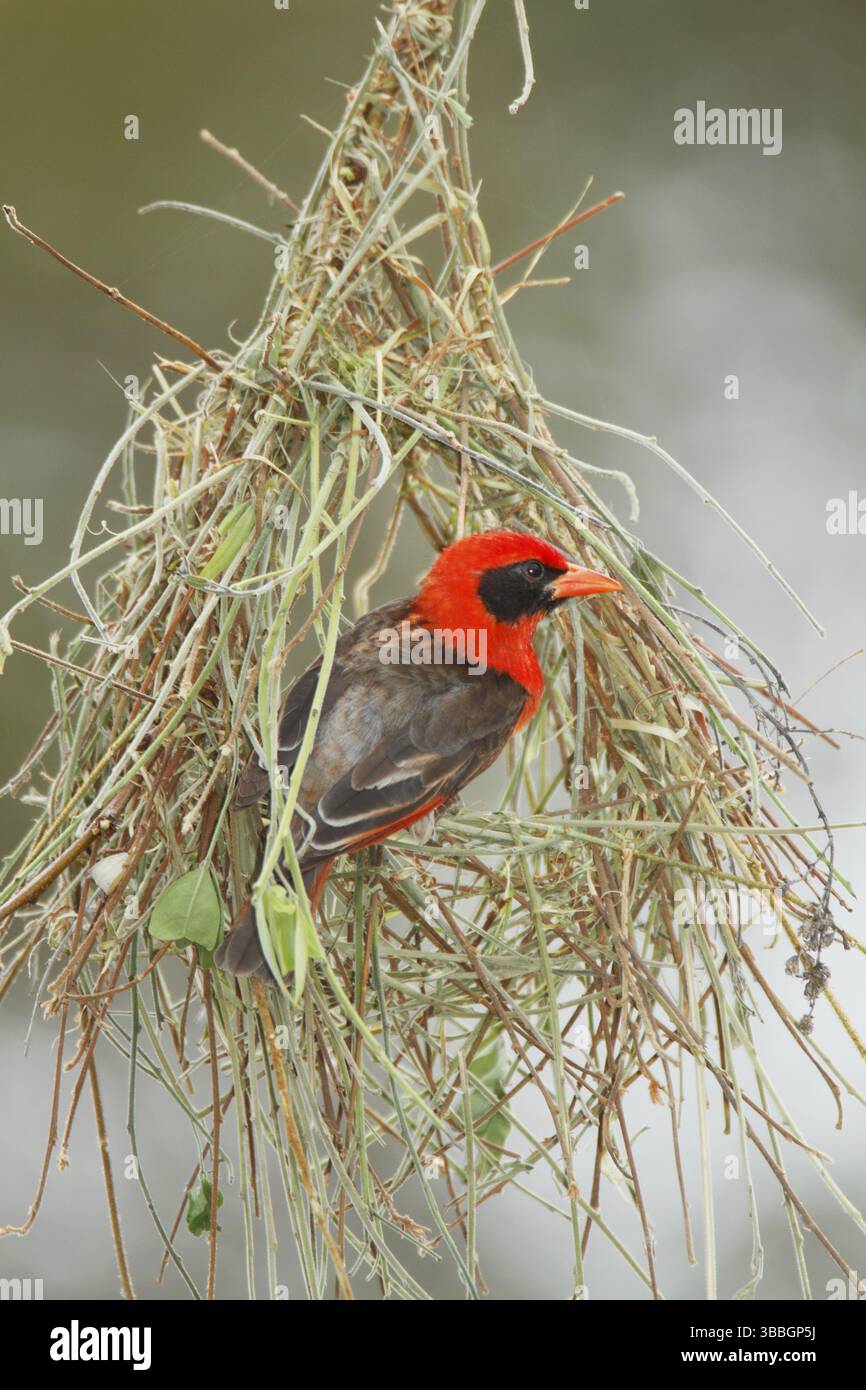 Red-headed Weaver (Anaplectes rubriceps leuconotos) male weaving nest ...