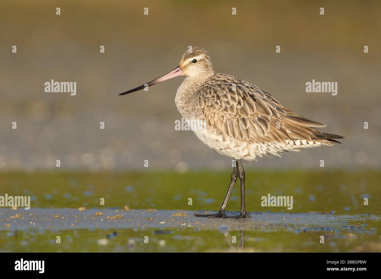 Bar-tailed Godwit (Limosa lapponica) foraging, Queensland, Australia ...