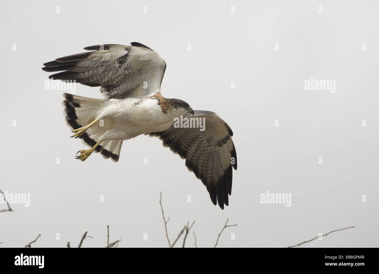 Variable Hawk (Geranoaetus polyosoma) flying, Guayas, Ecuador, South ...