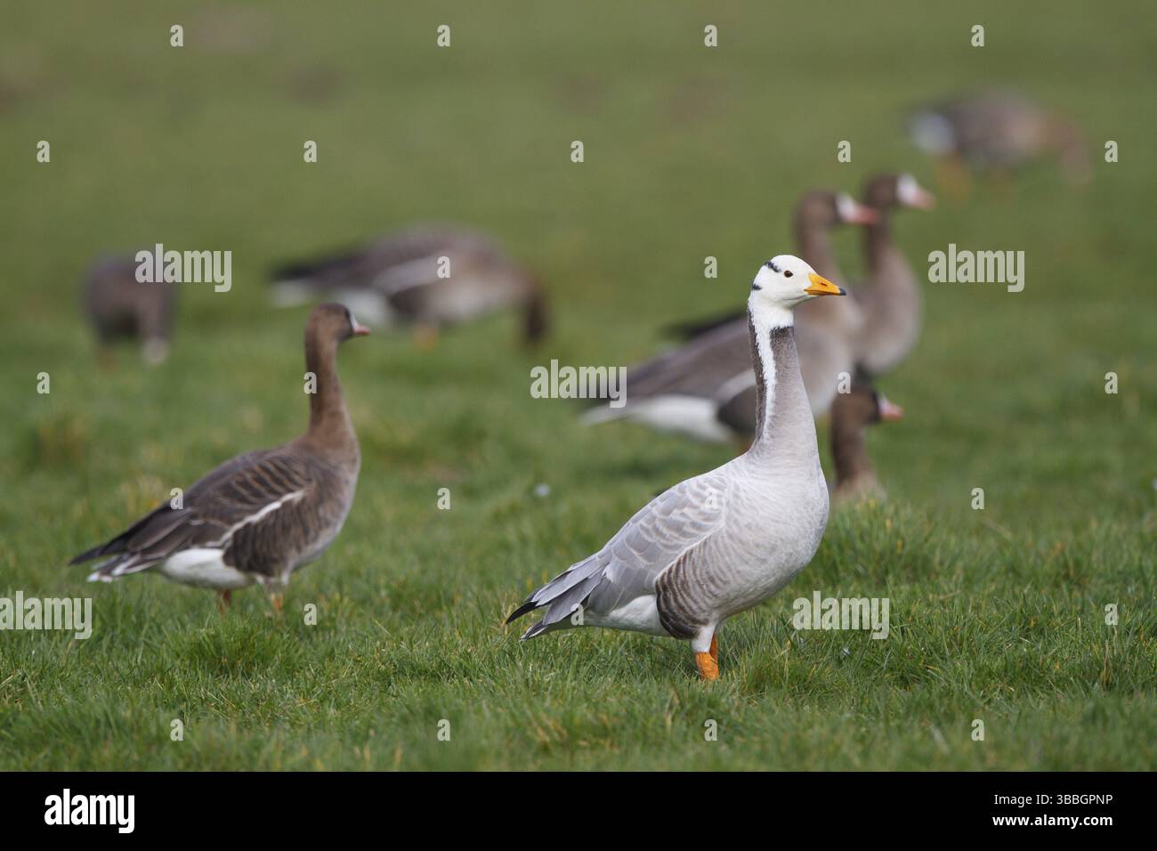 Bar-headed Goose & Greater White-fronted Goose (Anser indicus & Anser ...