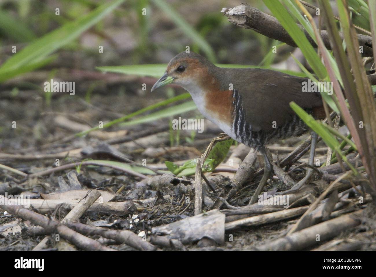 Rufous-sided Crake (Laterallus melanophaius), Manu National Park, Peru ...