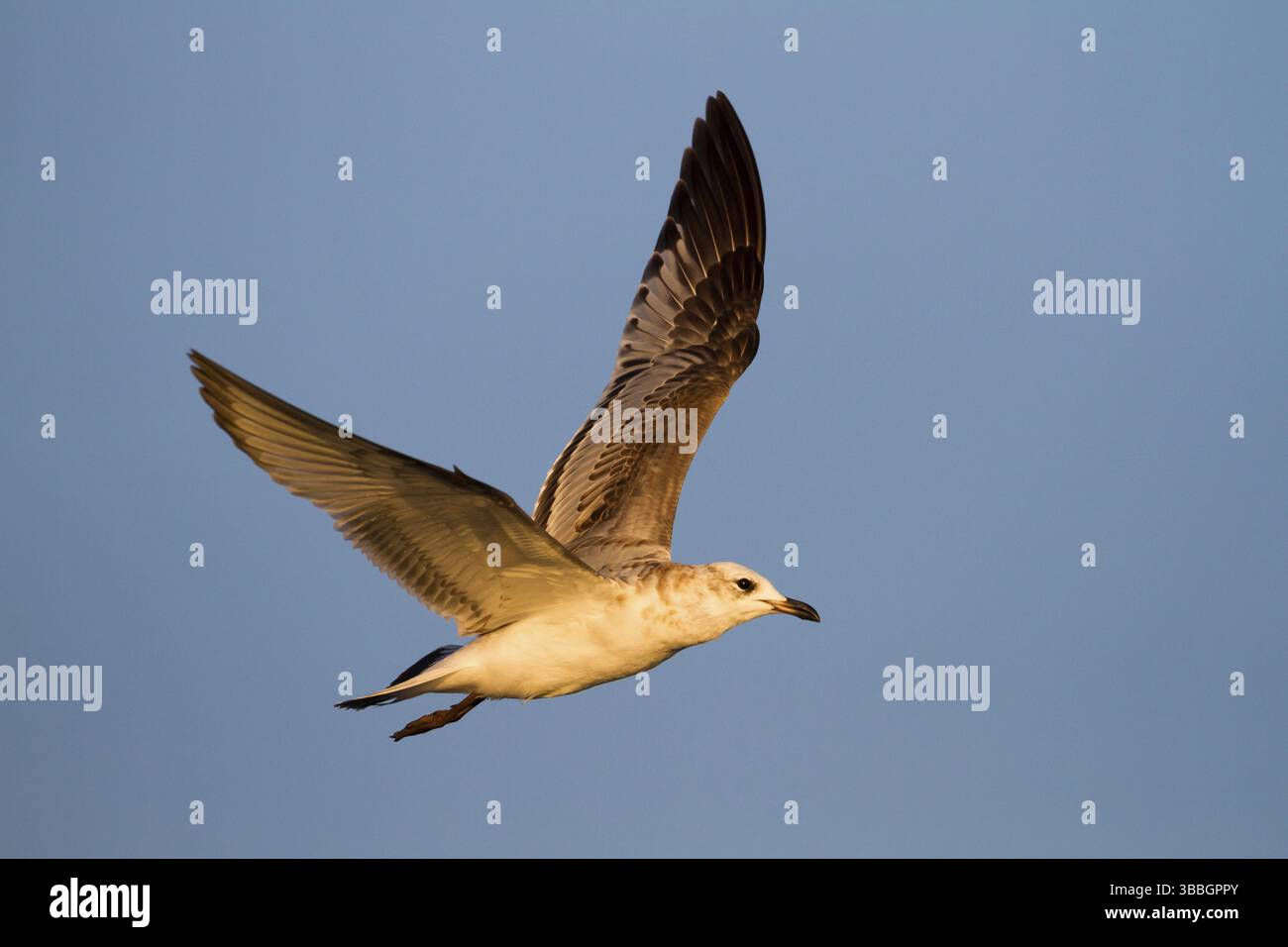 Mediterranean Gull (Ichthyaetus melanocephalus) flying, Baden ...