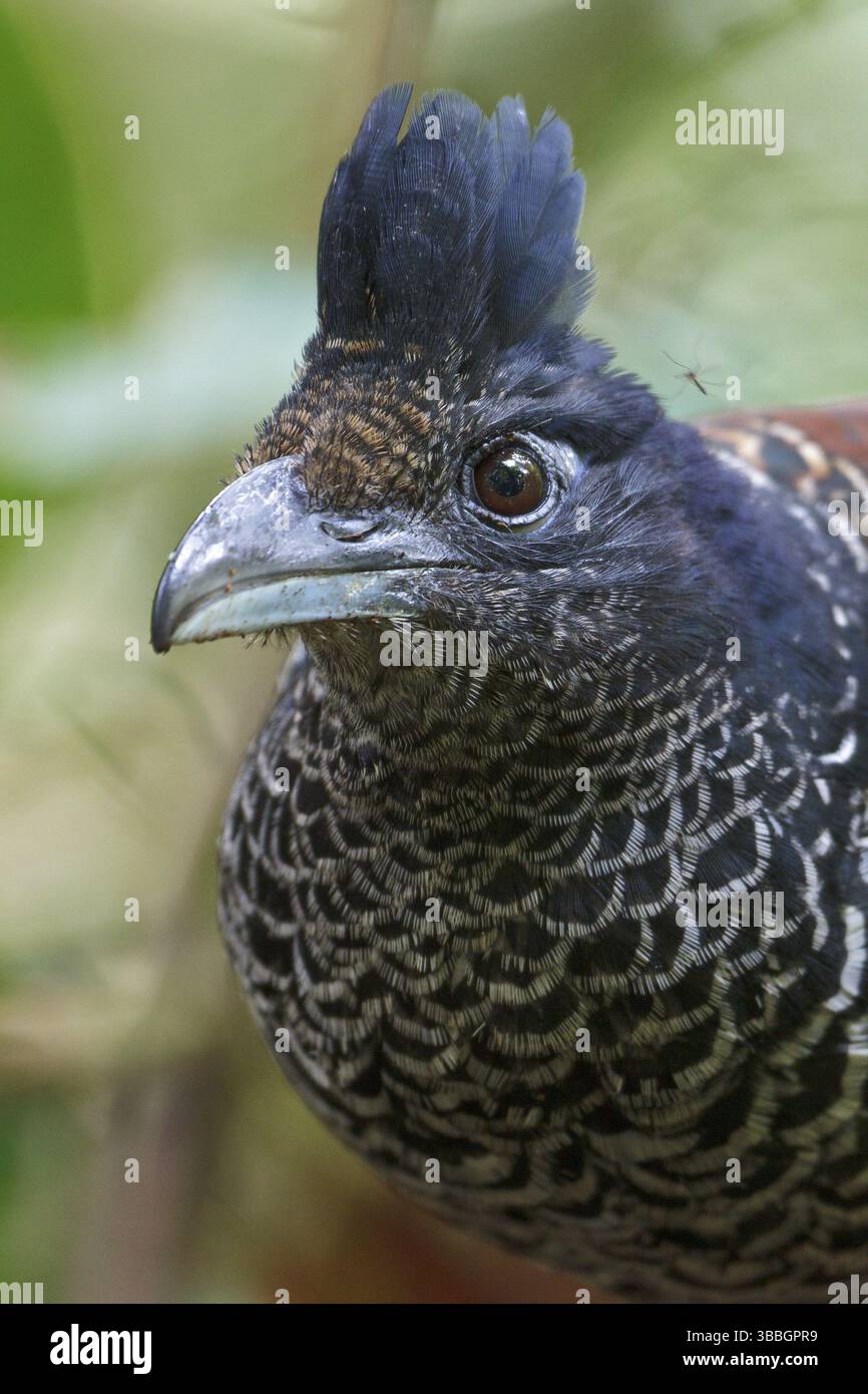 Banded Ground-Cuckoo (Neomorphus radiolosus) perched on a branch in ...