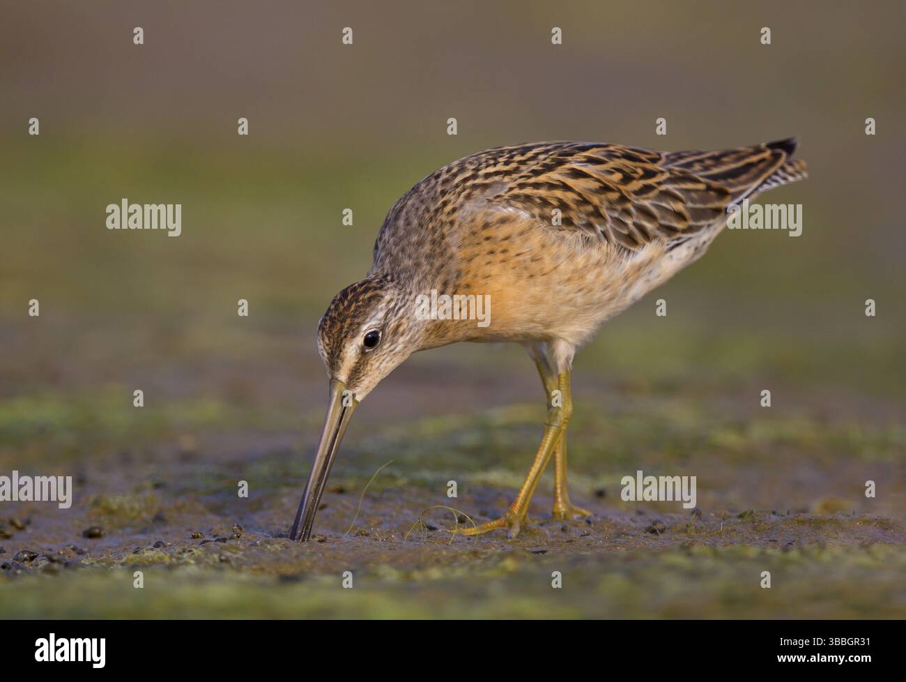 Short-Billed Dowitcher, juvenile Stock Photo - Alamy