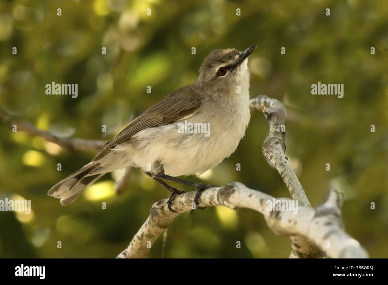 Mangrove Gerygone (Gerygone levigaster cantator), Queensland, Australia ...