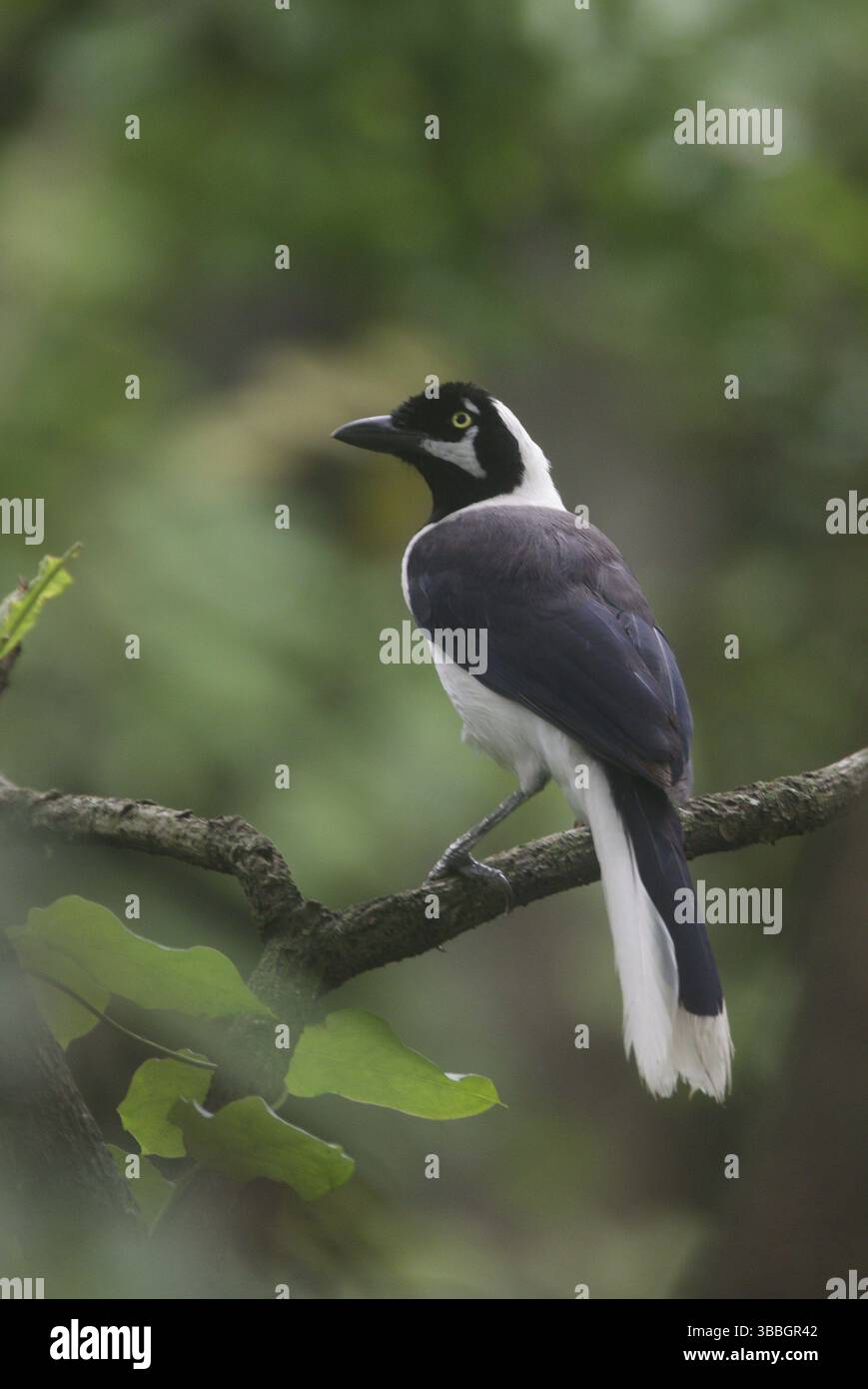 White-tailed Jay (Cyanocorax mystacalis), Guayas, Ecuador, South America Stock Photo - Alamy