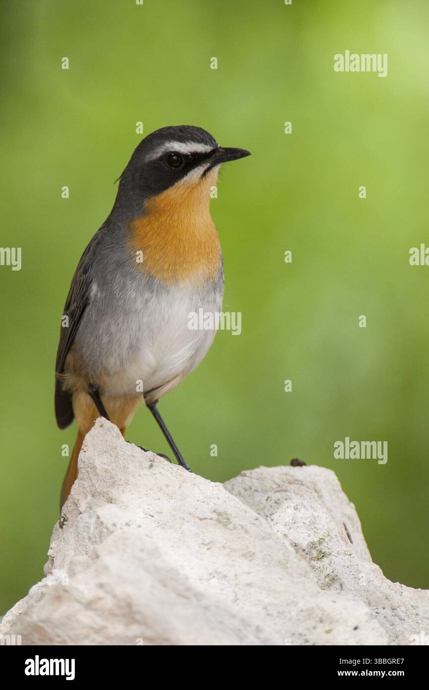 Cape Robin-Chat (Cossypha caffra), Western Cape, South Africa, Africa ...
