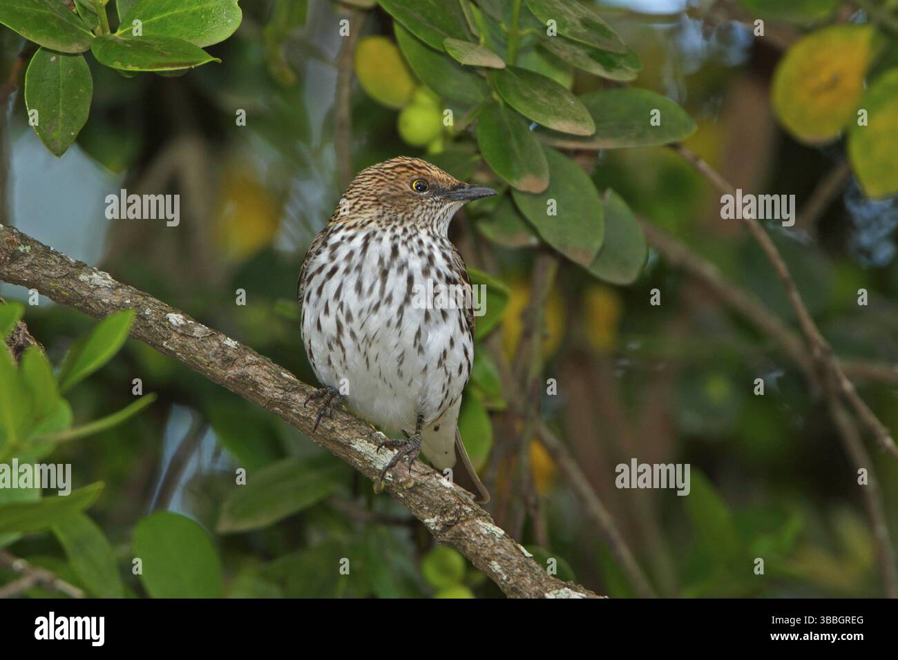 Violet-backed Starling (Cinnyricinclus leucogaster) female, Masai Mara ...