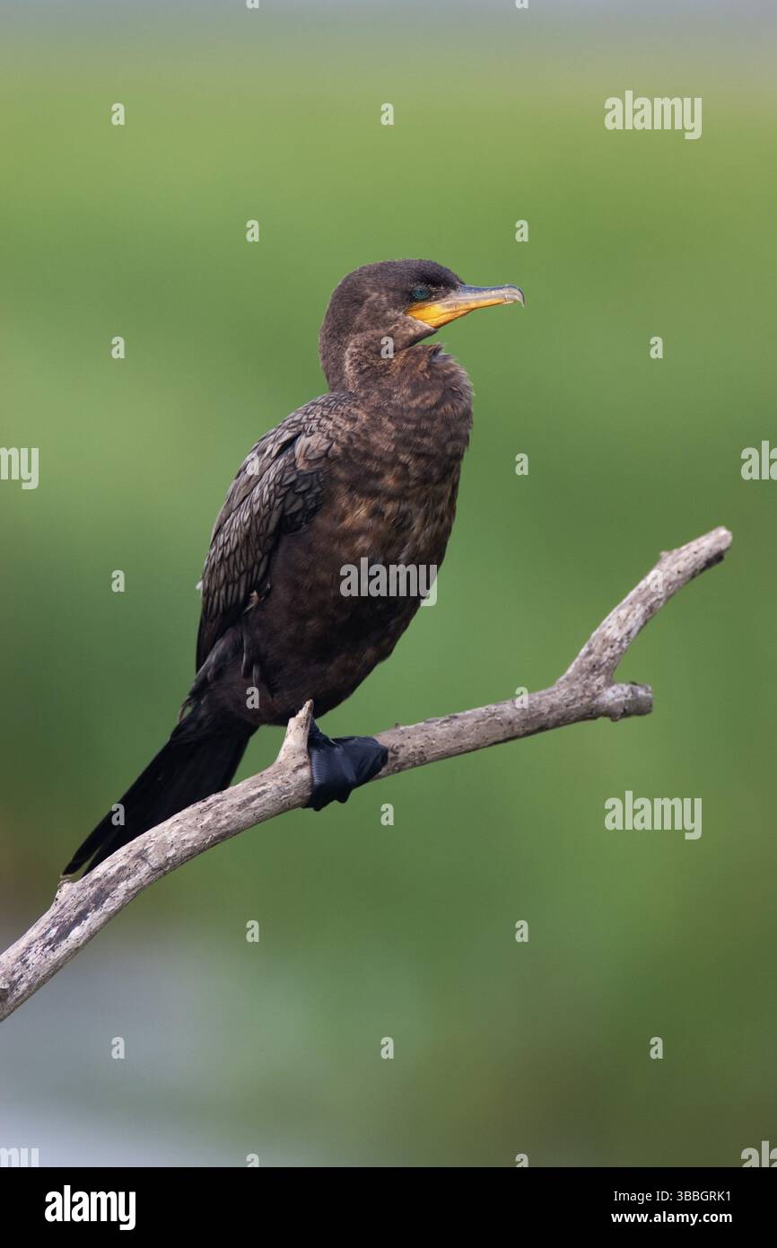 Olive cormorant hi-res stock photography and images - Alamy