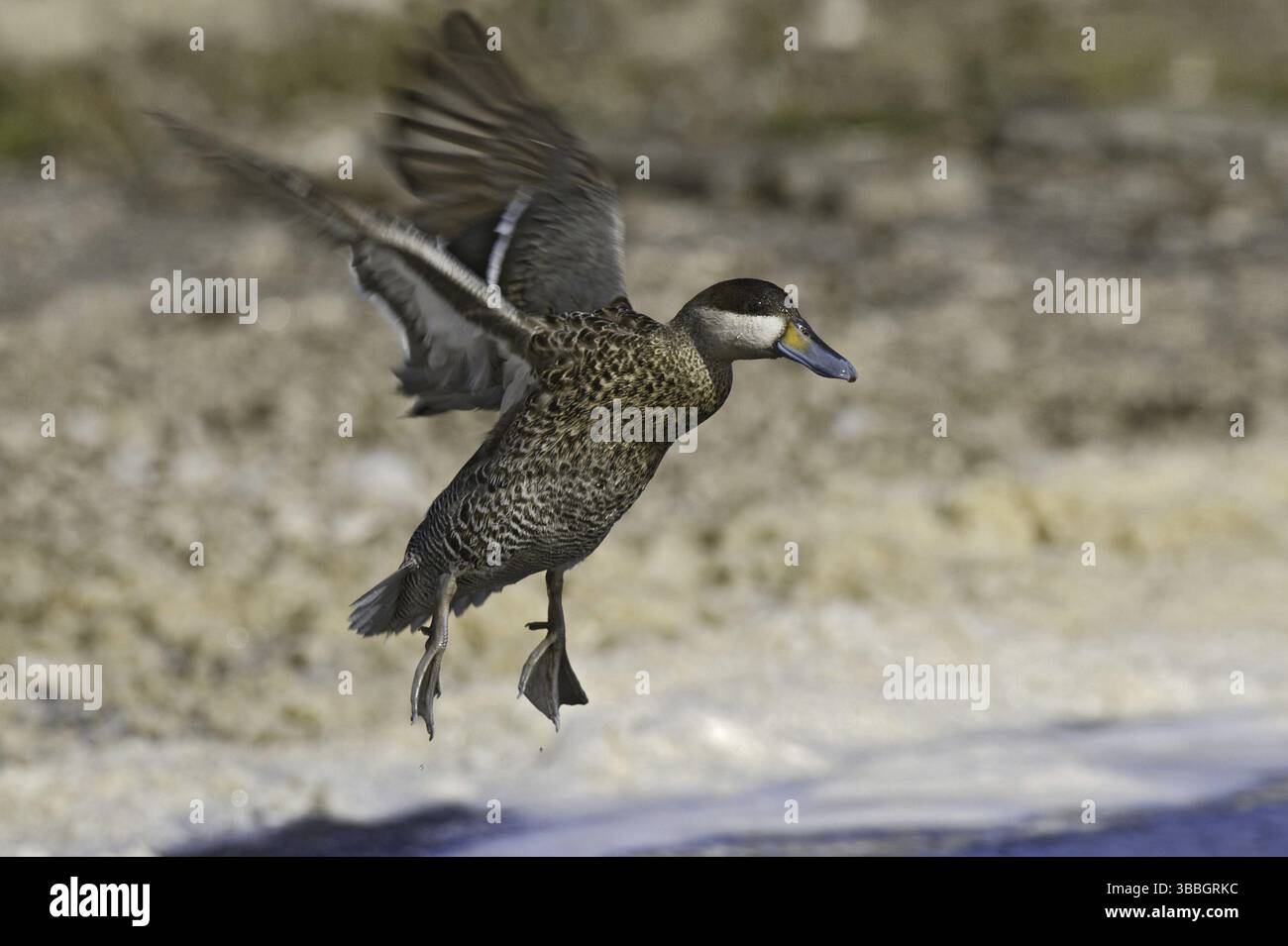 Silver Teal (Spatula versicolor), Falkland Islands, South America Stock ...
