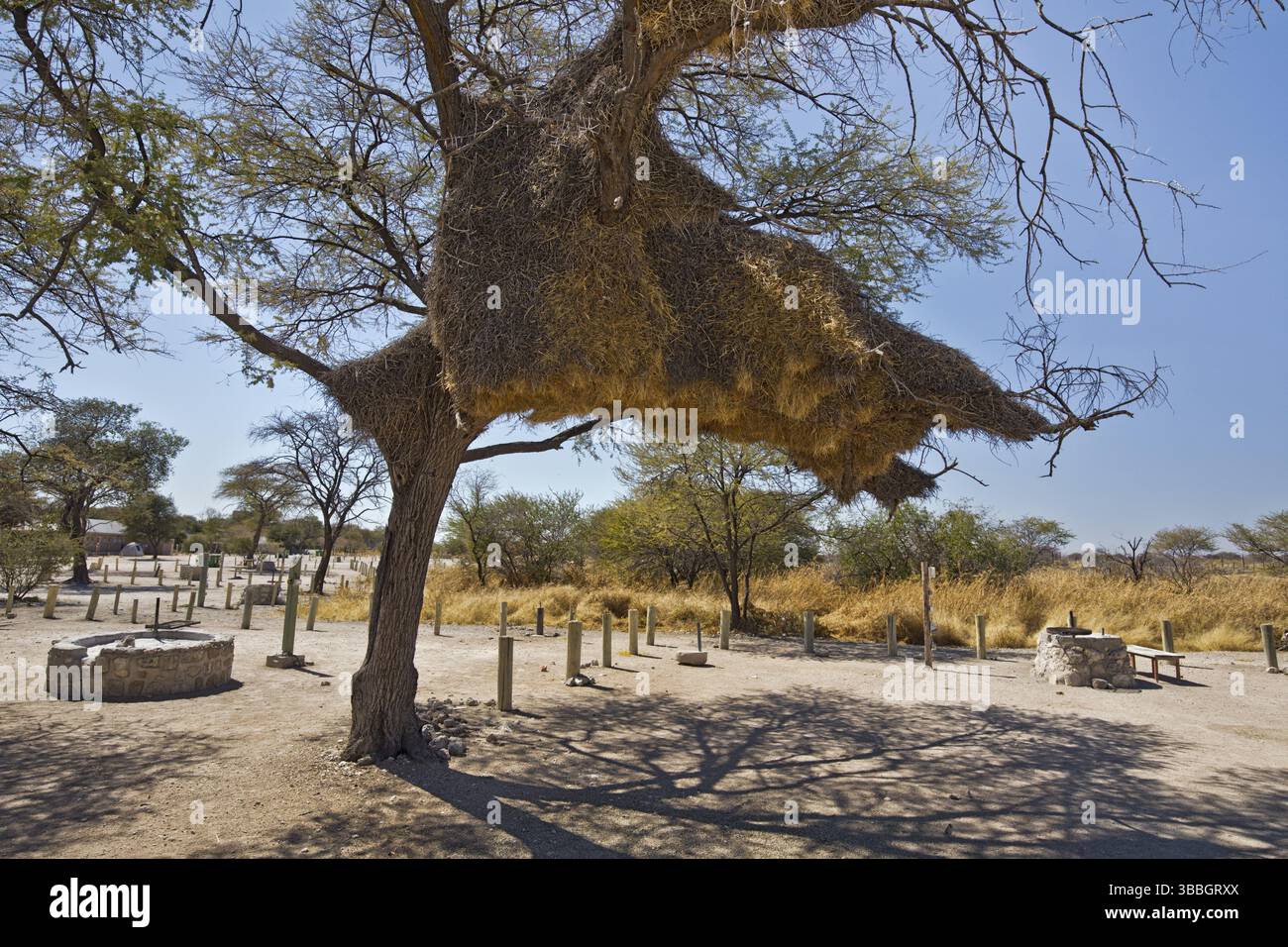 Sociable Weaver (Philetairus socius) nests in tree, Etosha, Namibia ...