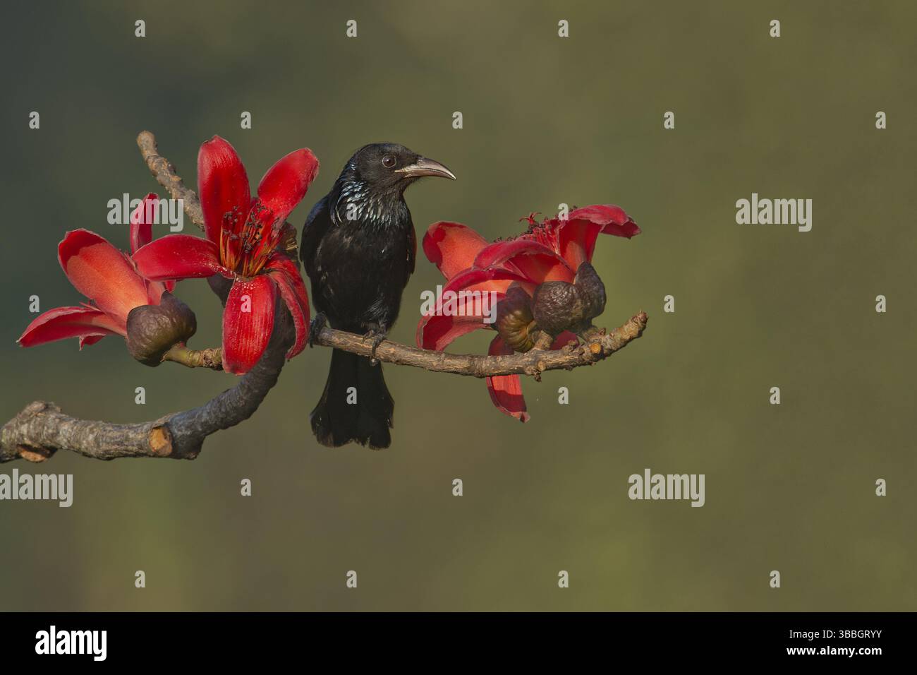 Hair-crested Drongo (Dicrurus hottentottus) looking for nectar of ...