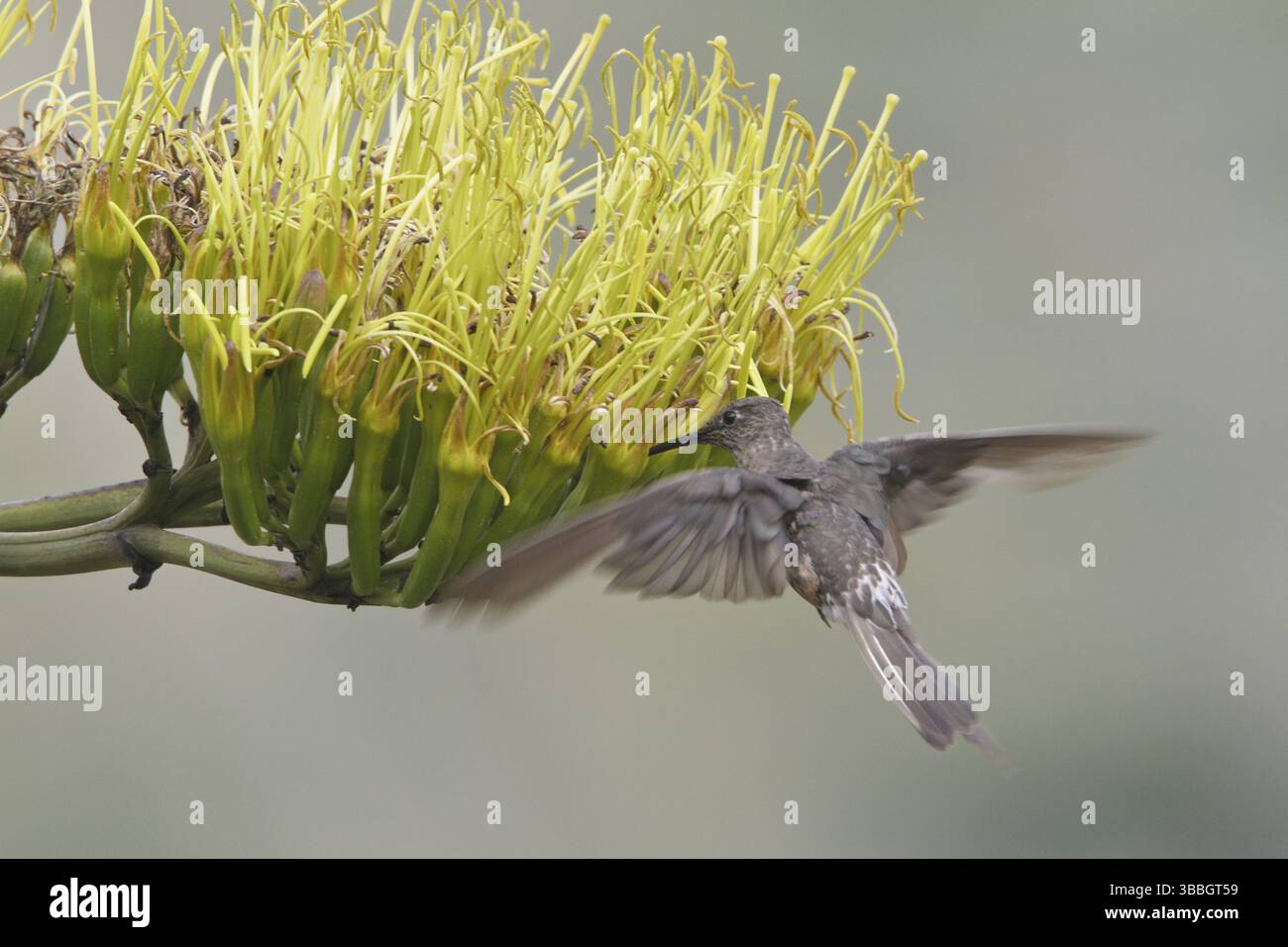 Giant Hummingbird (Patagona gigas), Ecuador, South America Stock Photo ...