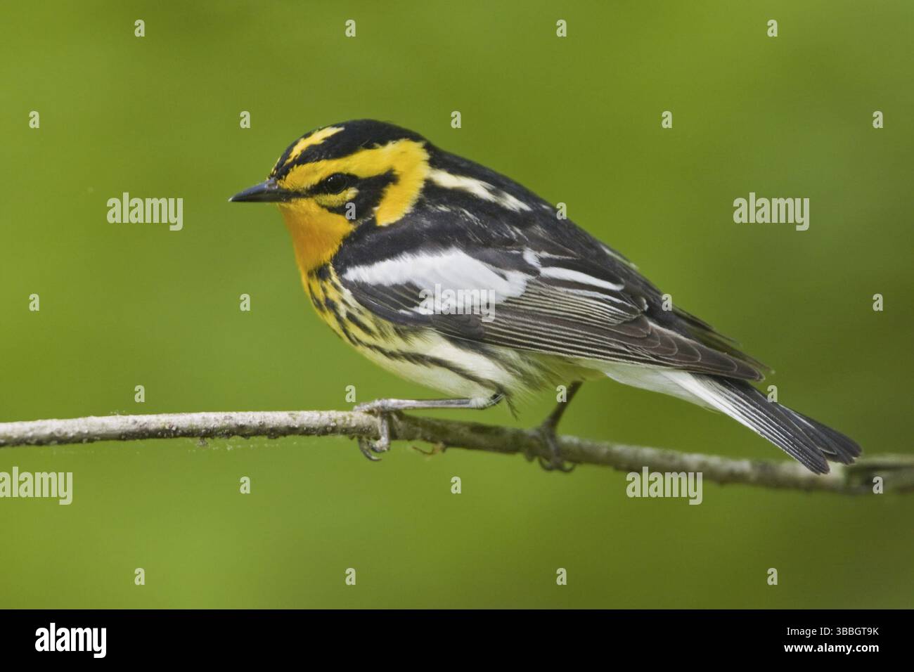 Blackburnian Warbler (Setophaga fusca) male, Ontario, Canada, North ...