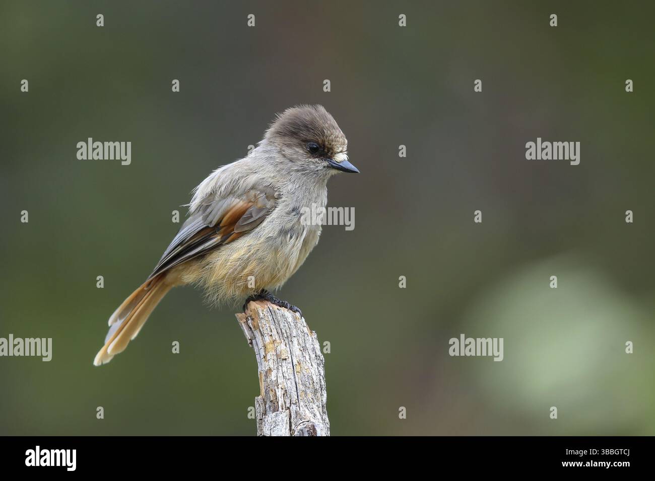 Siberian Jay (Perisoreus infaustus), Dalarna, Sweden, Europe Stock ...