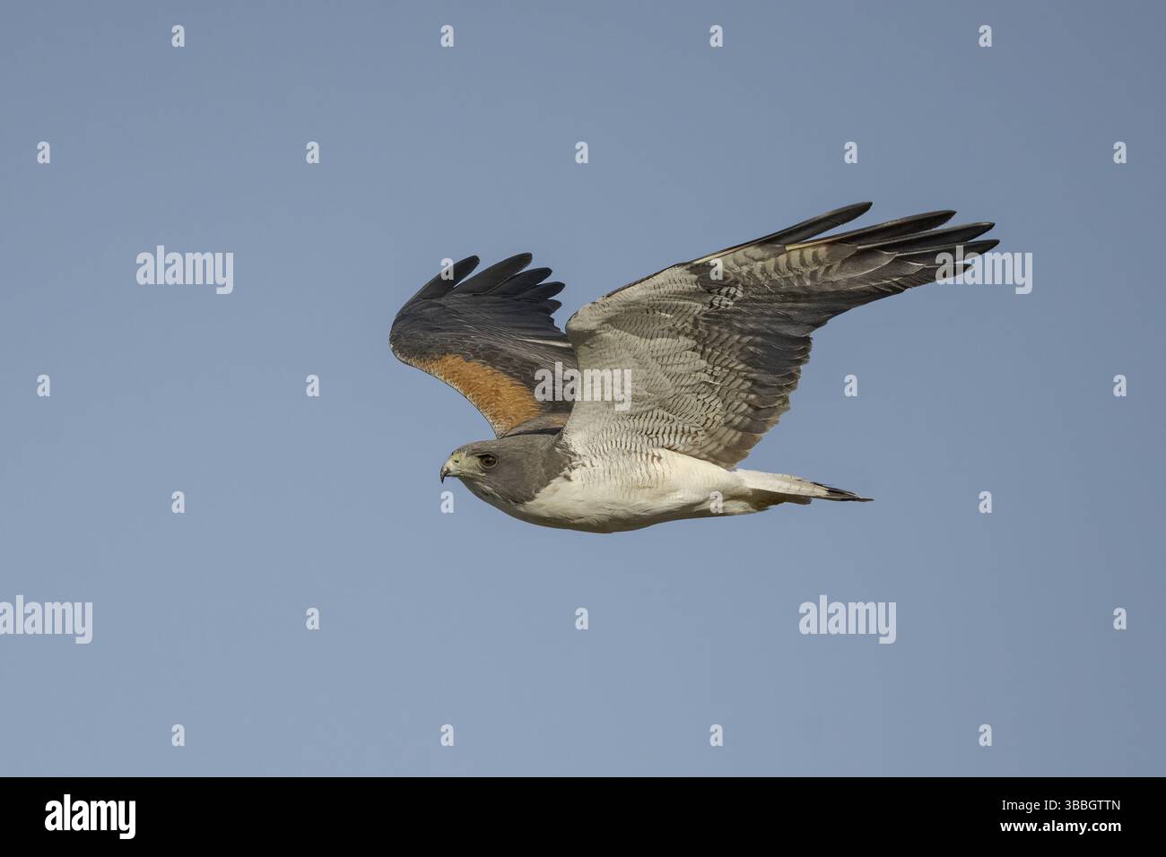 White-tailed Hawk (Geranoaetus albicaudatus) flying, Texas, USA, North ...