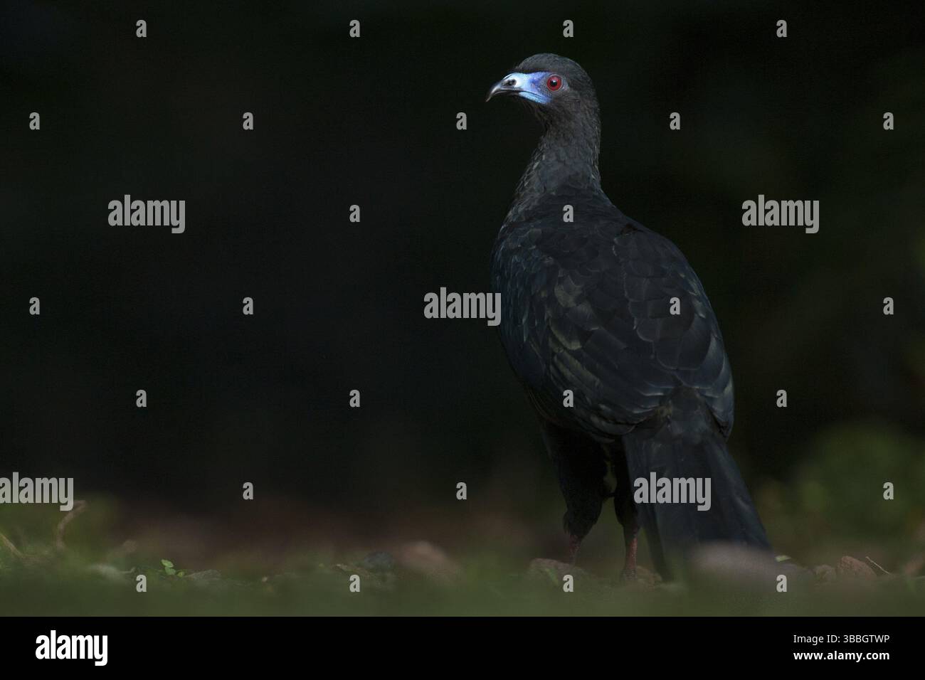 Black guan in forest hi-res stock photography and images - Alamy
