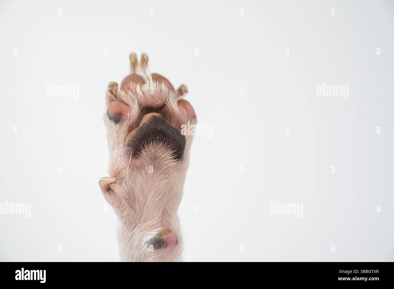 Dog paw close-up on white background Stock Photo - Alamy