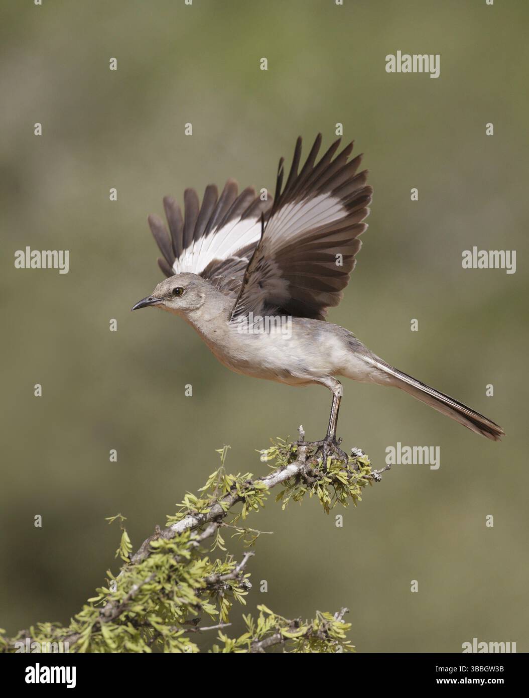 Starr ranch hi-res stock photography and images - Alamy