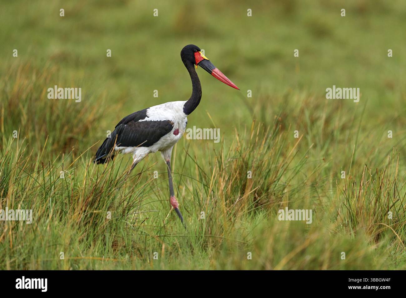 Okavango delta bird flight. Saddle-billed stork, or saddlebill, in ...