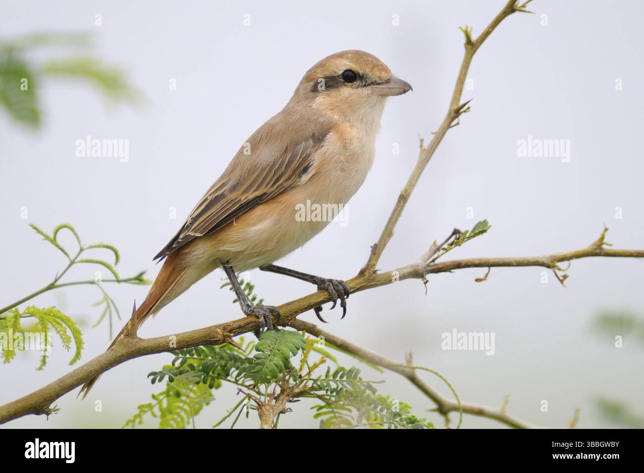Red-tailed Shrike (Lanius phoenicuroides), India, Asia Stock Photo - Alamy