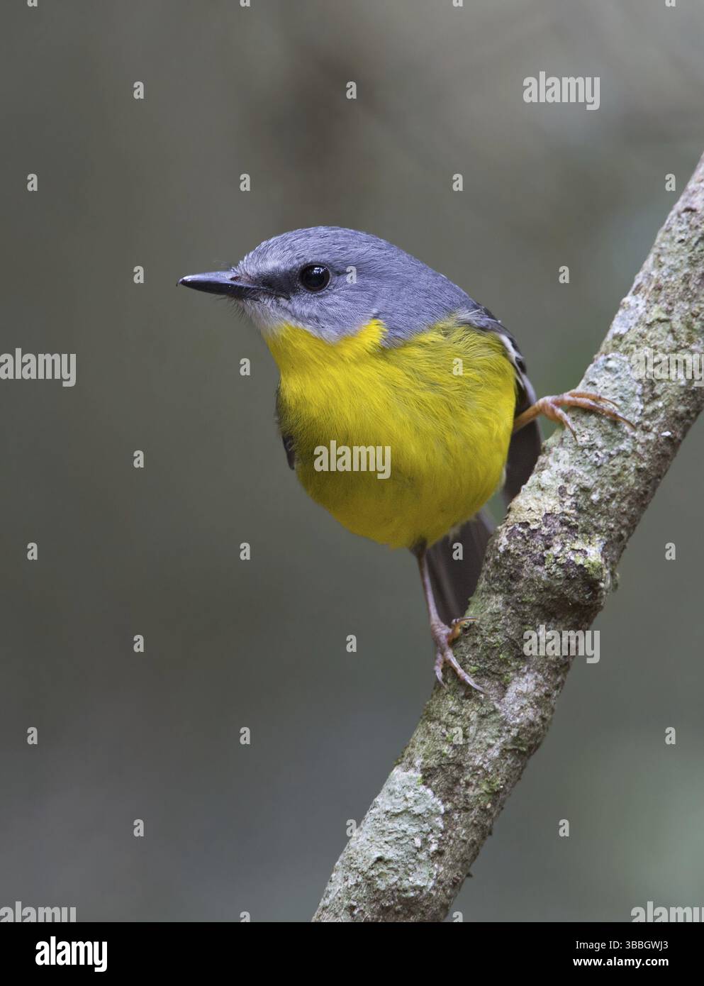Eastern Yellow Robin (Eopsaltria australis), Queensland, Australia ...
