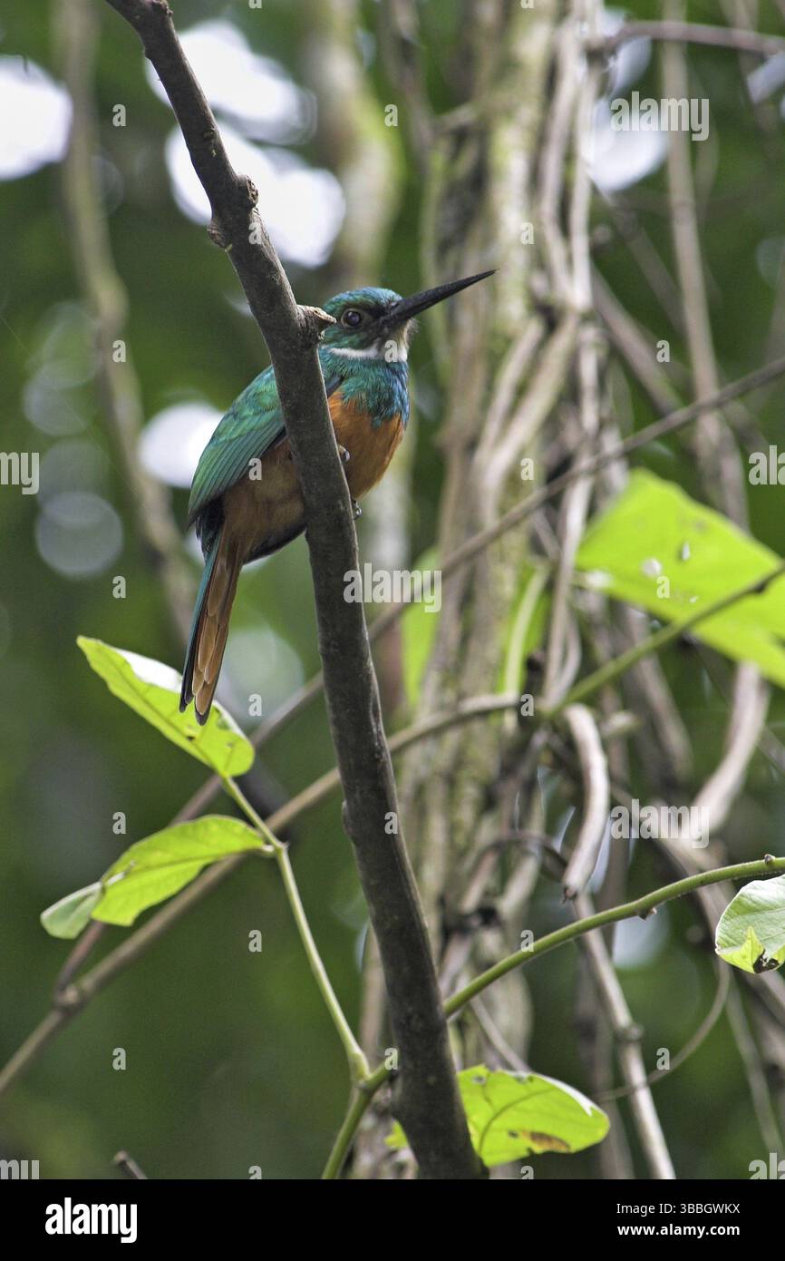 Rufous-tailed Jacamar (Galbula ruficauda) male, Costa Rica, Central ...