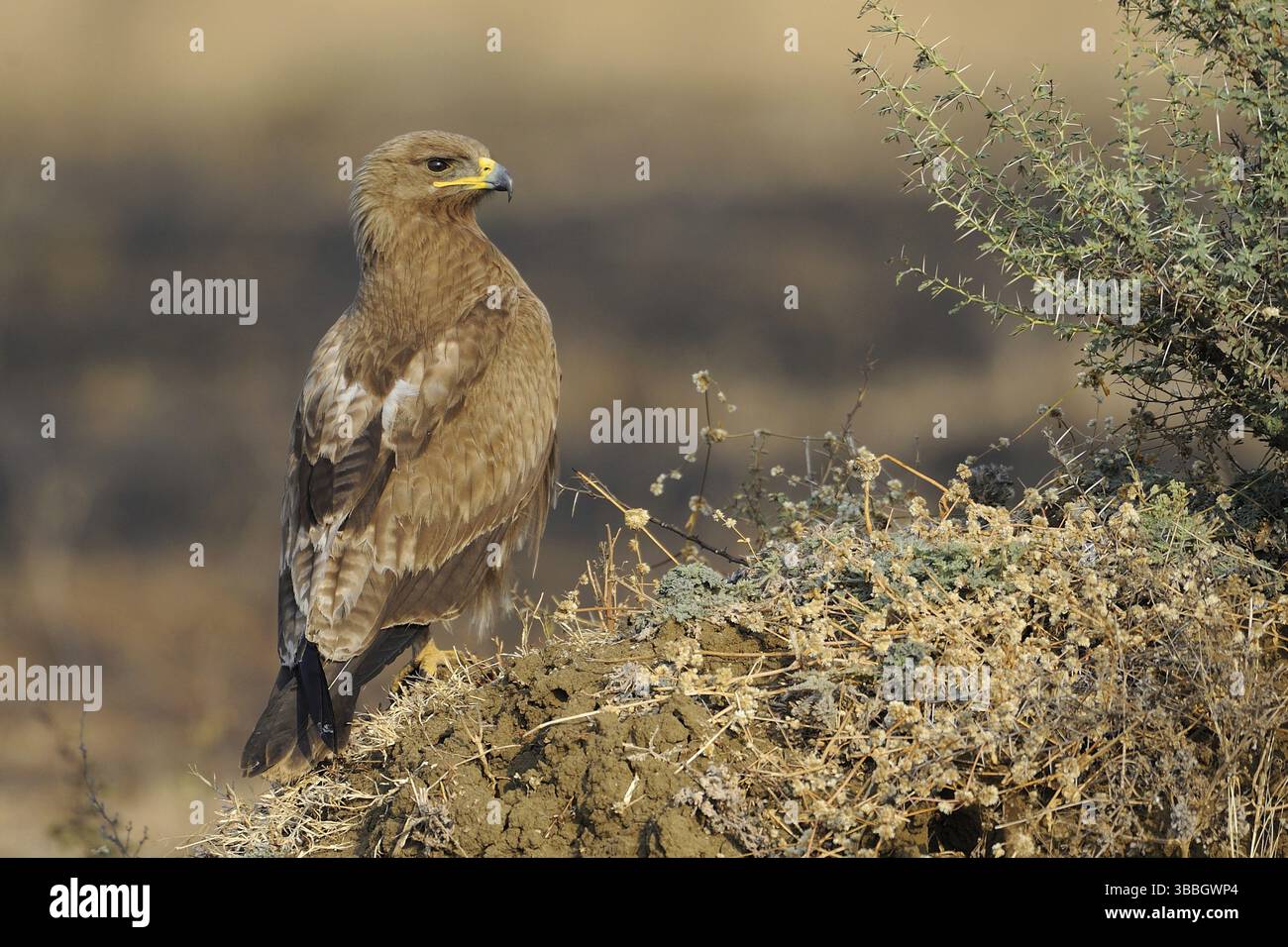 Indian Spotted Eagle (Clanga hastata), India, Asia Stock Photo - Alamy