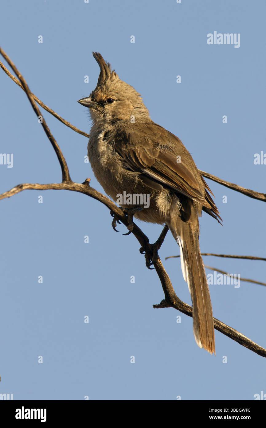 Wedgebill hi-res stock photography and images - Alamy