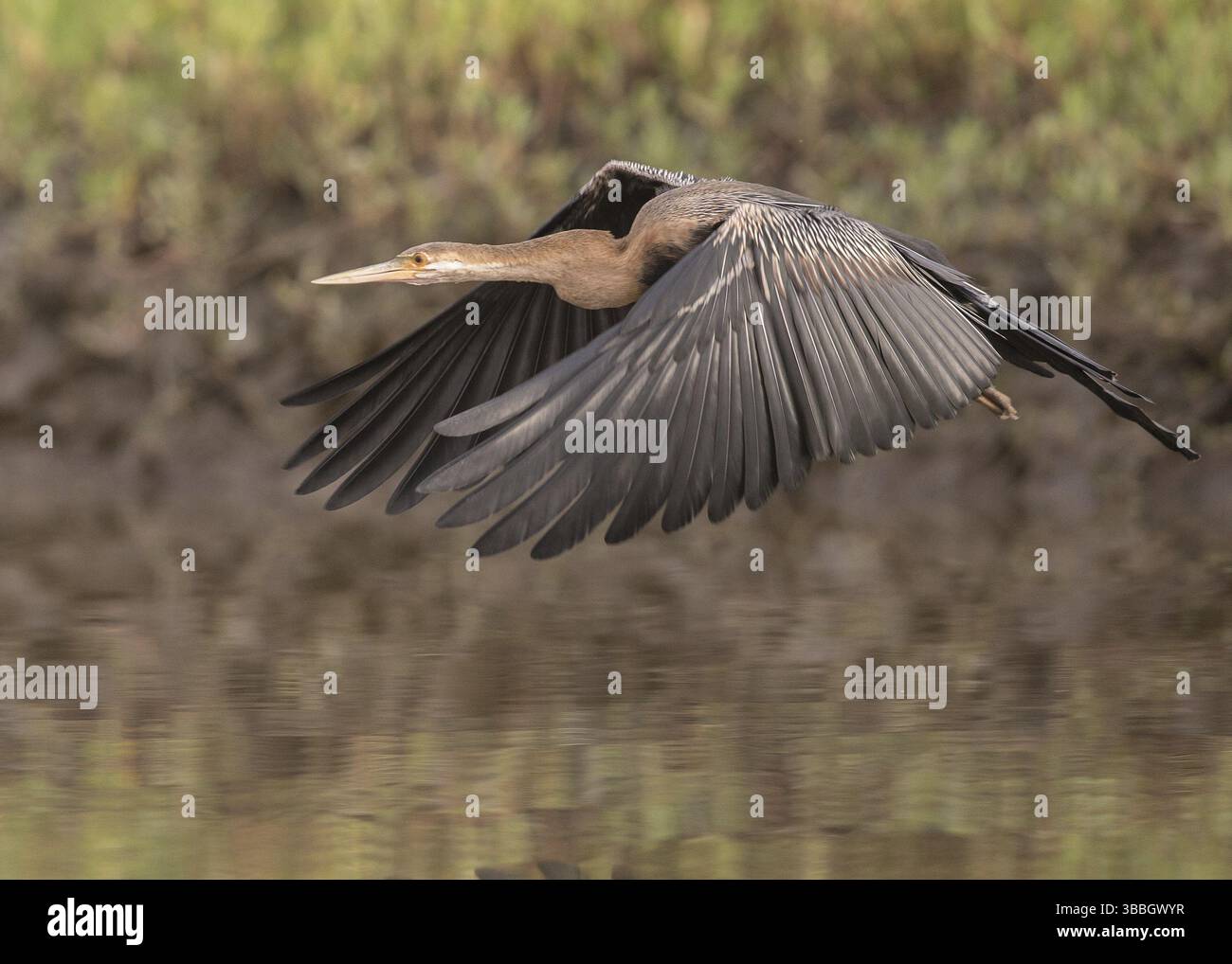 African Darter (Anhinga rufa) flying, Gambia, Africa Stock Photo - Alamy