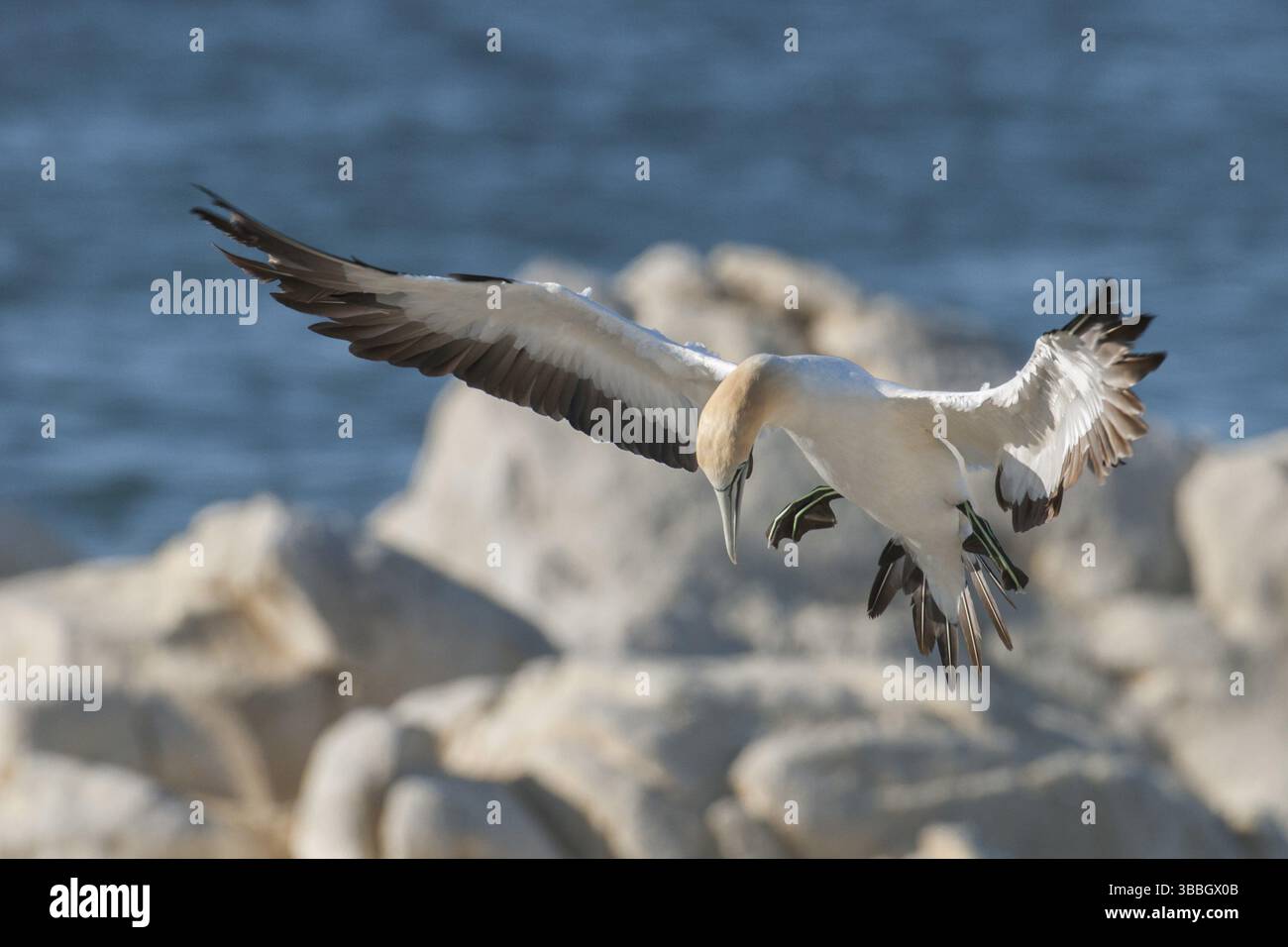 Cape Gannet (Morus capensis) flying, Western Cape, South Africa, Africa ...