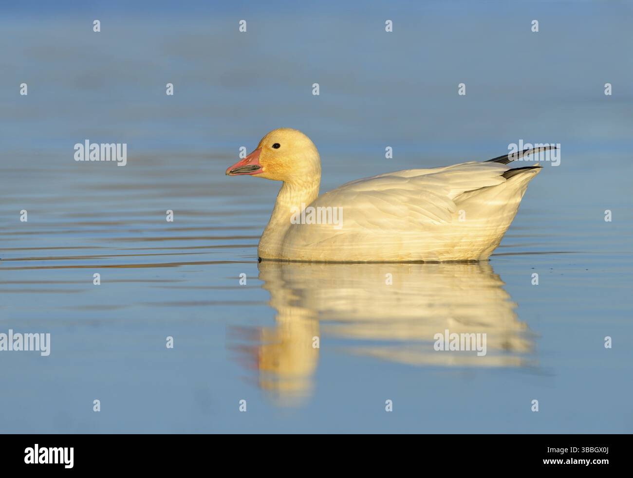 Snow Goose (Chen caerulescens) - Colusa National Wildlife Refuge ...