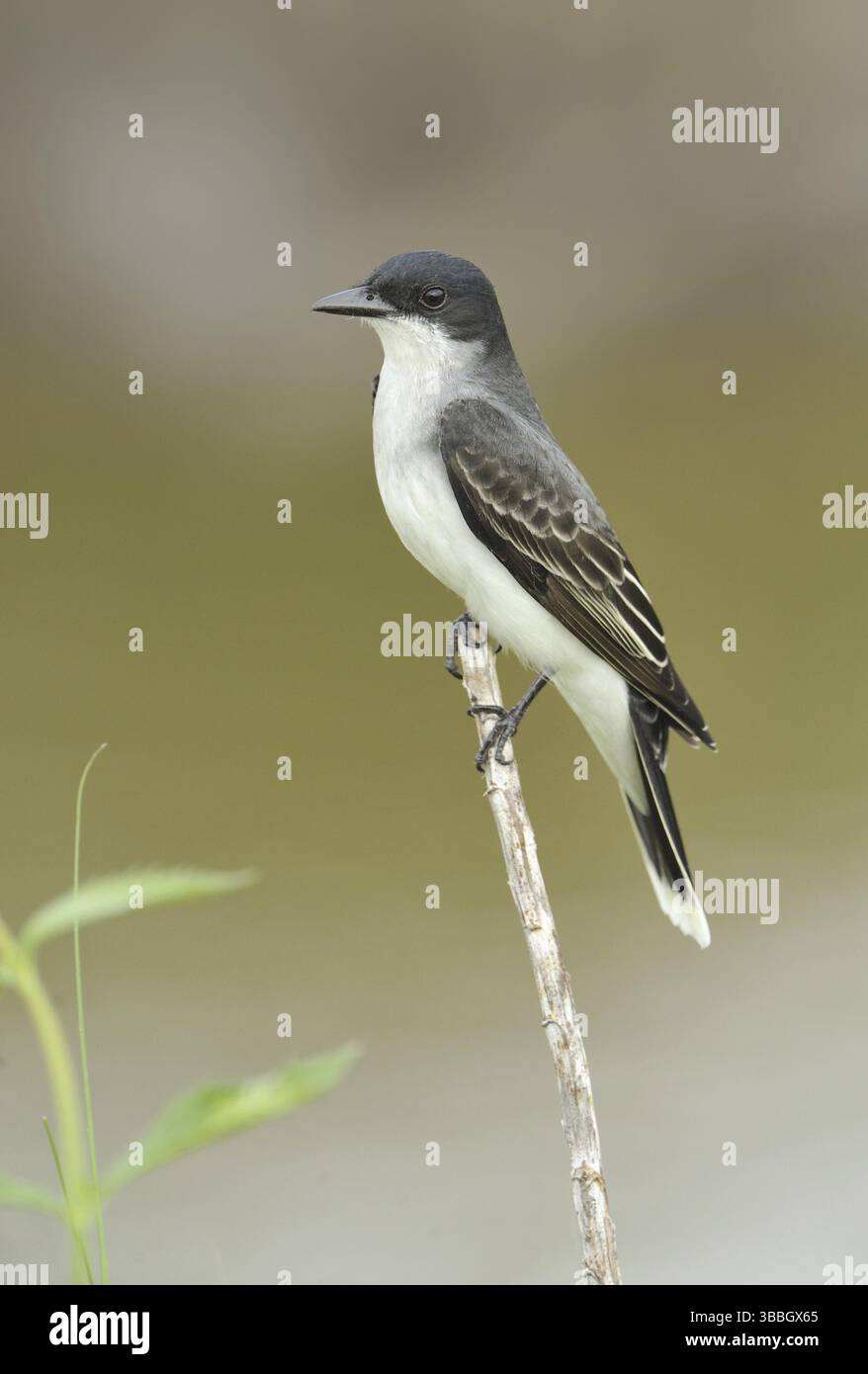 Eastern Kingbird (Tyrannus tyrannus), Canada, North America Stock Photo ...