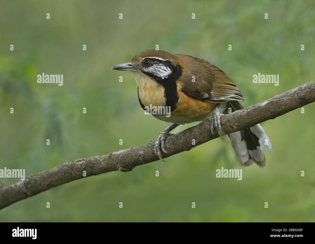 Greater Necklaced Laughingthrush (Garrulax pectoralis), Darjeeling ...
