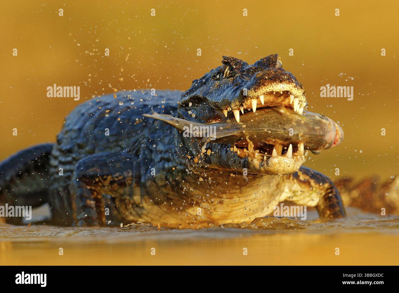Yacare Caiman, crocodile with piranha fish in open muzzle with big ...