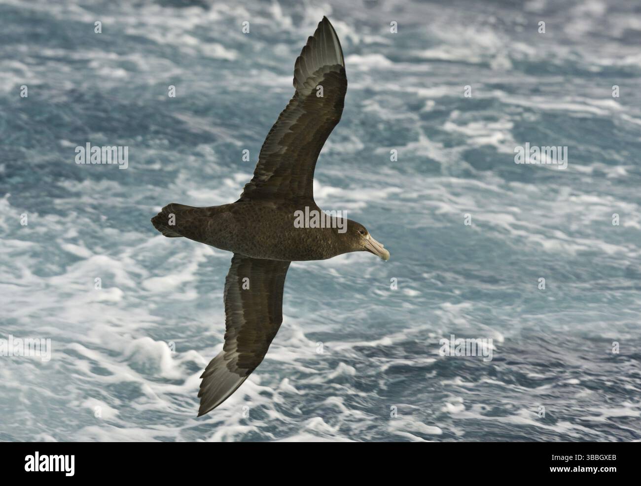 Southern Giant Petrel (Macronectes giganteus), Antarctica Stock Photo ...